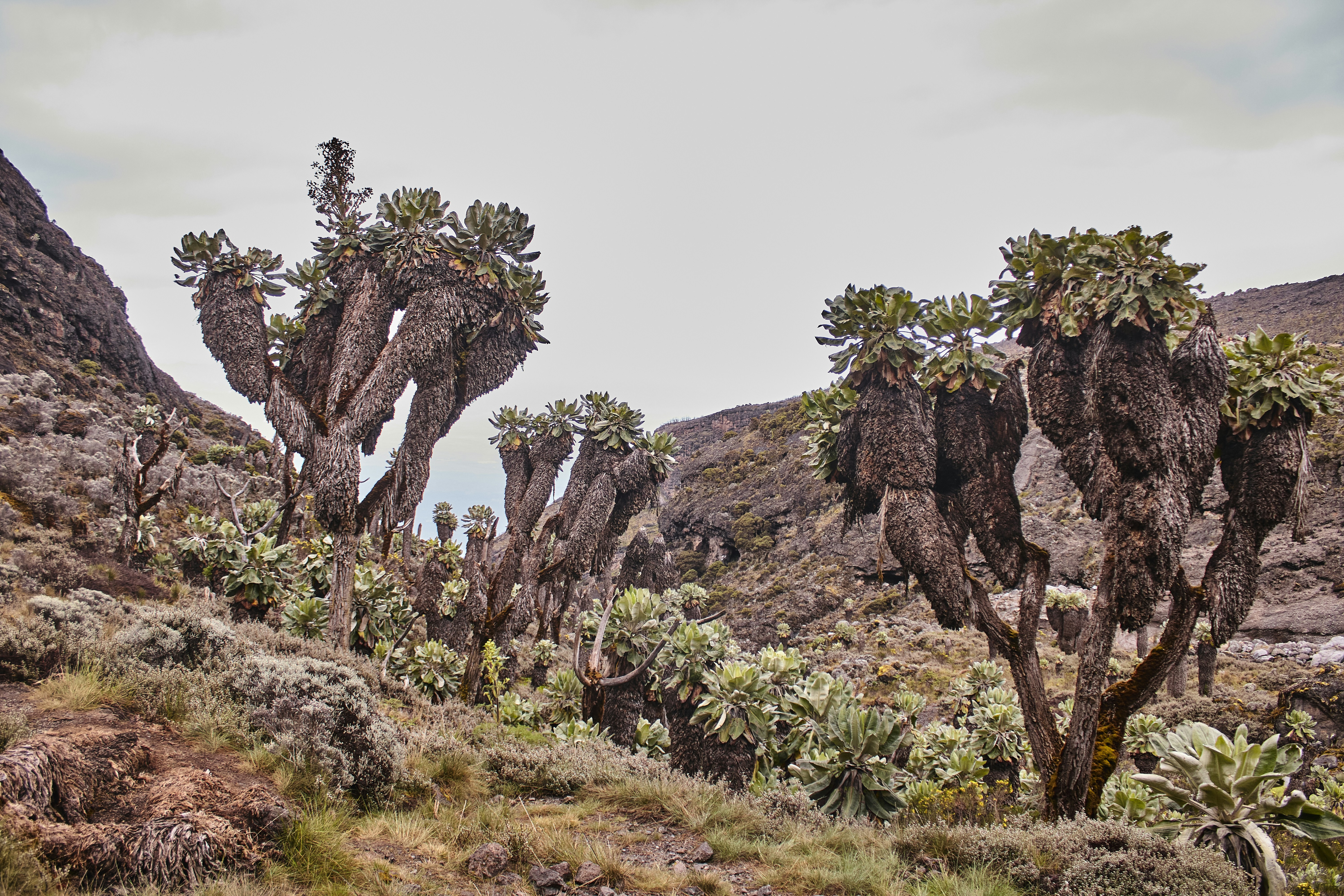 Gnarled Sentinels Against a Quiet Sky