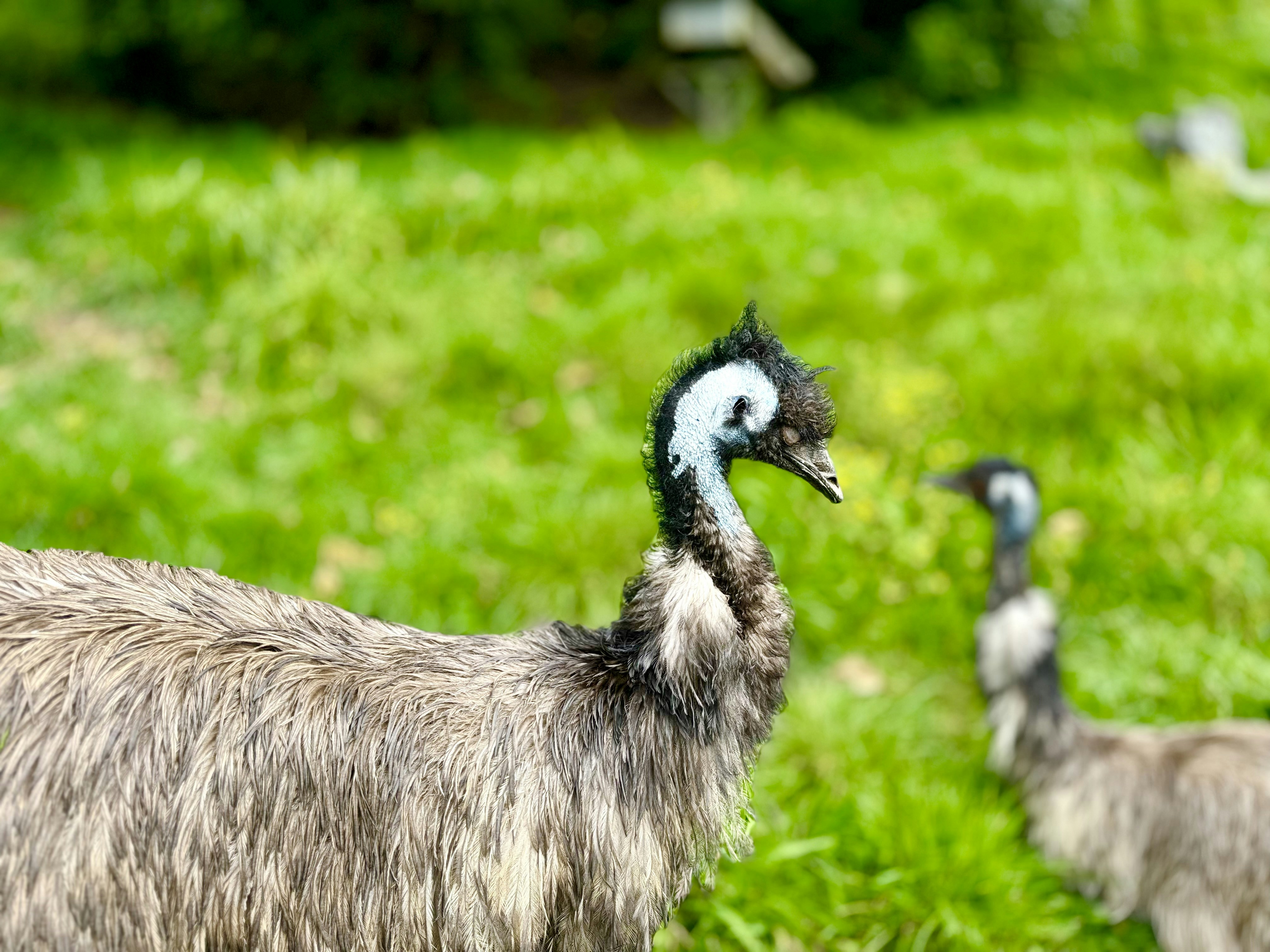 Foto Seekor burung unta dan dua burung lainnya di padang berumput ...