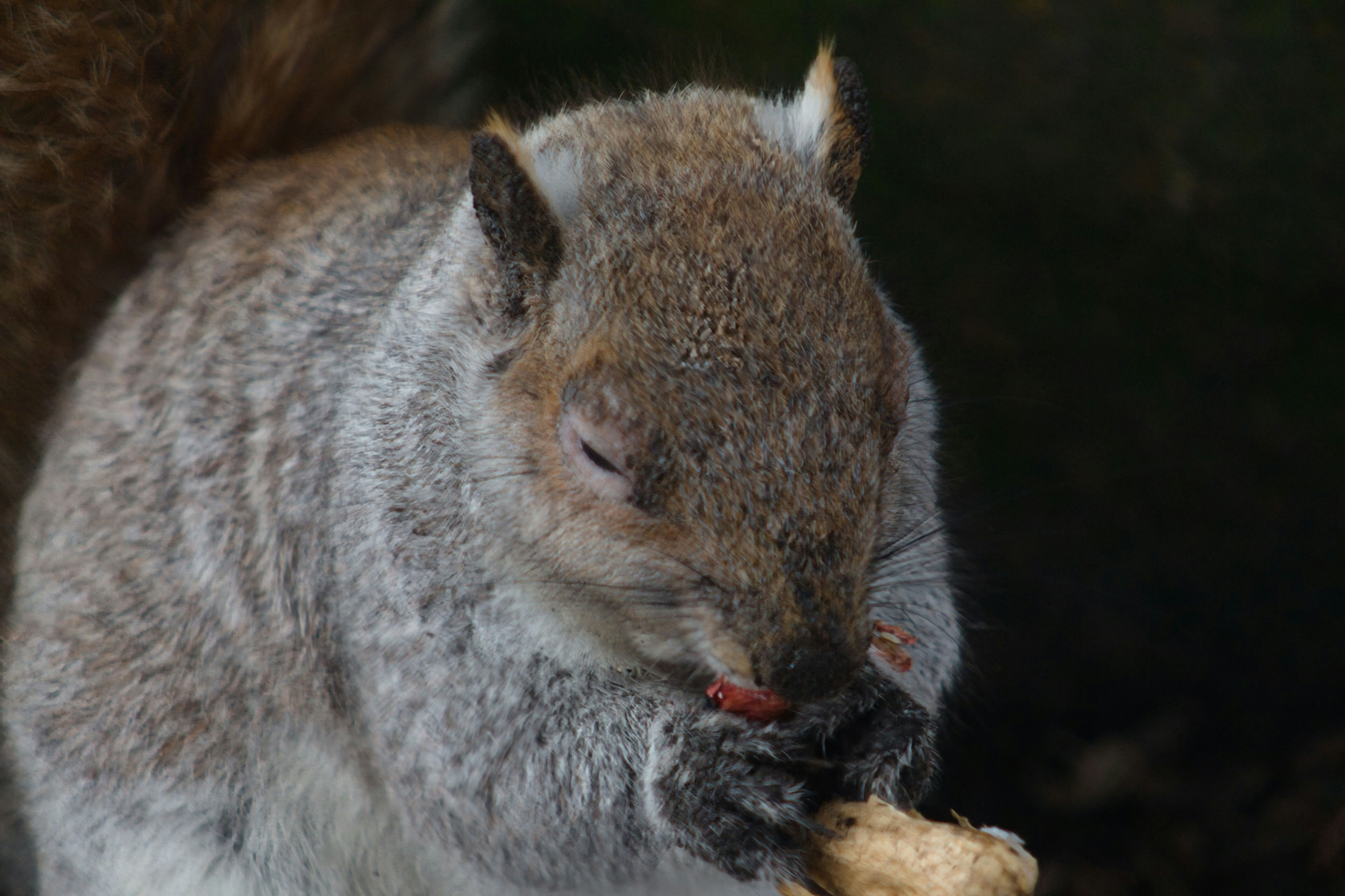 Shaded Pause: a gray squirrel savoring a lone nut
