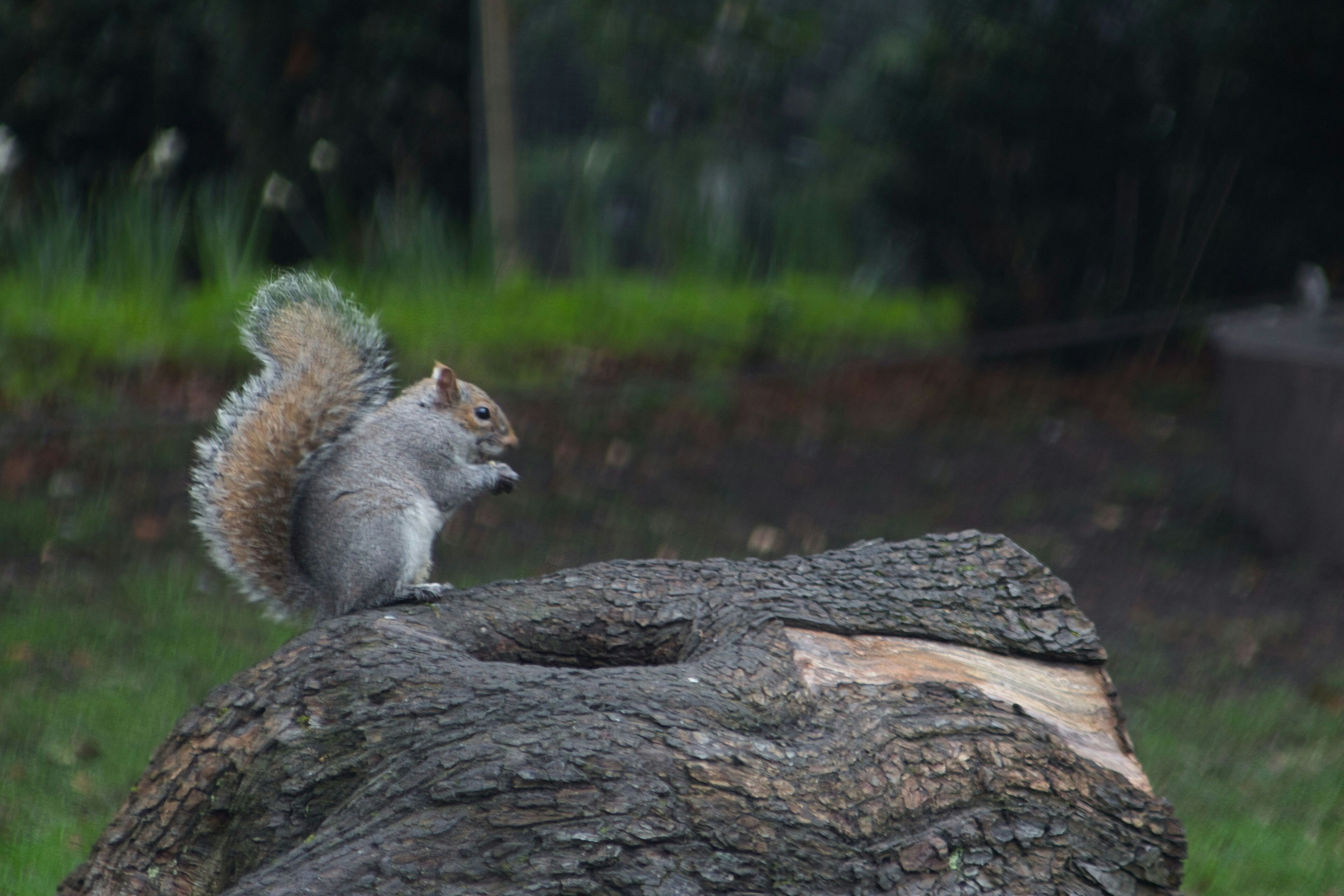 Photo by Scott Precious with Canon EOS 700D