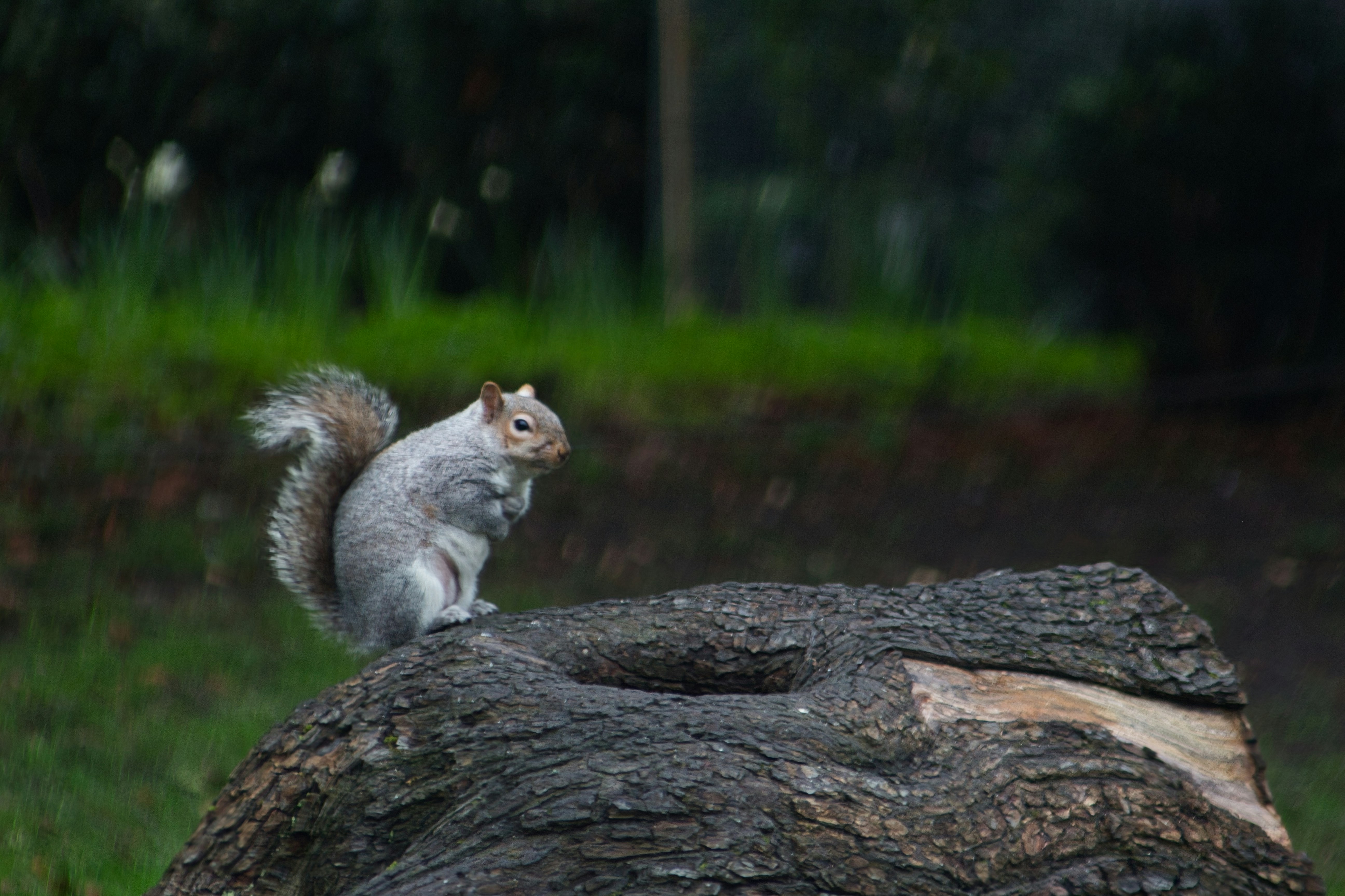Grey Squirrel Perches on a Weathered Hollow Log