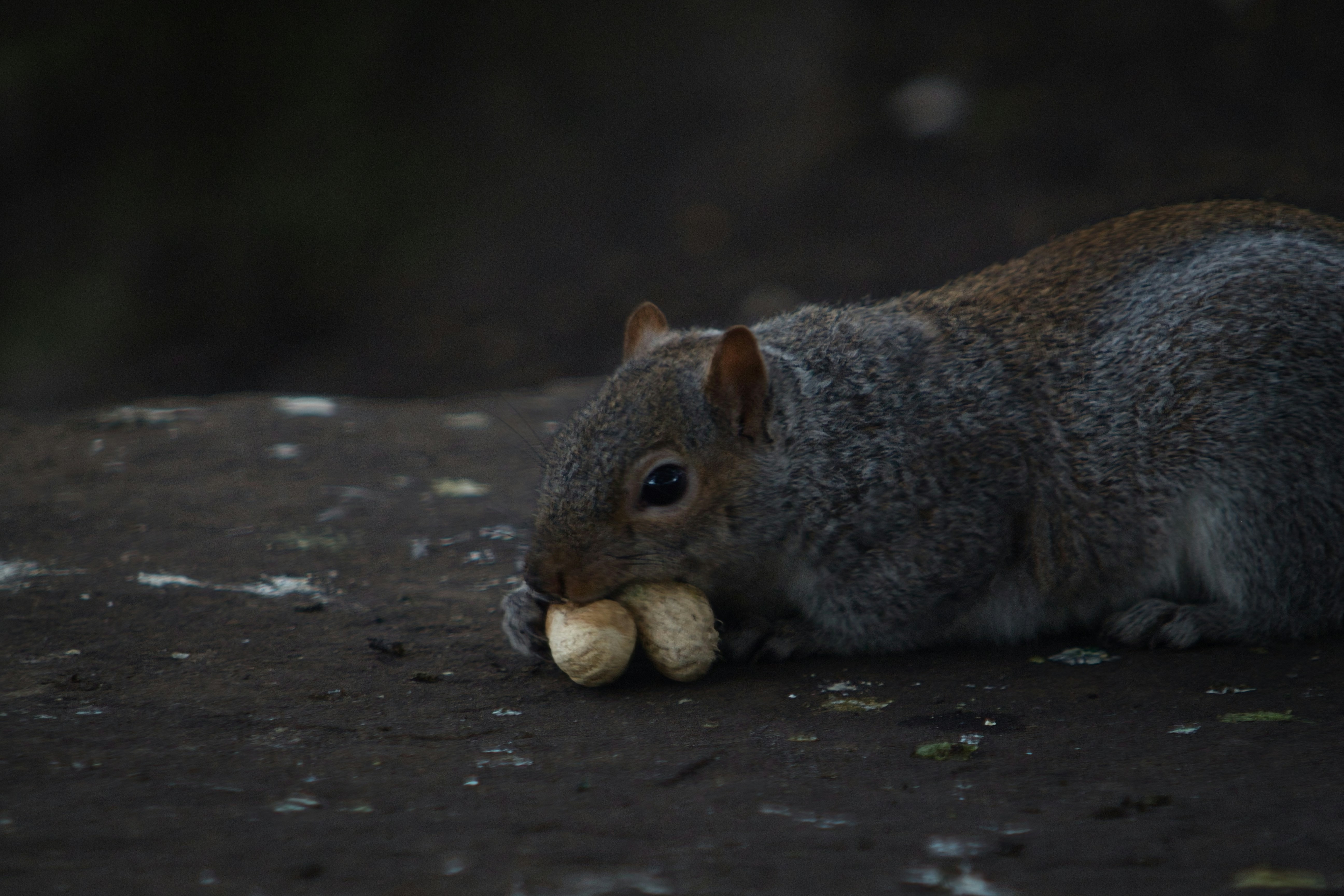 Squirrel's Quiet Nut Moment on a Weathered Deck