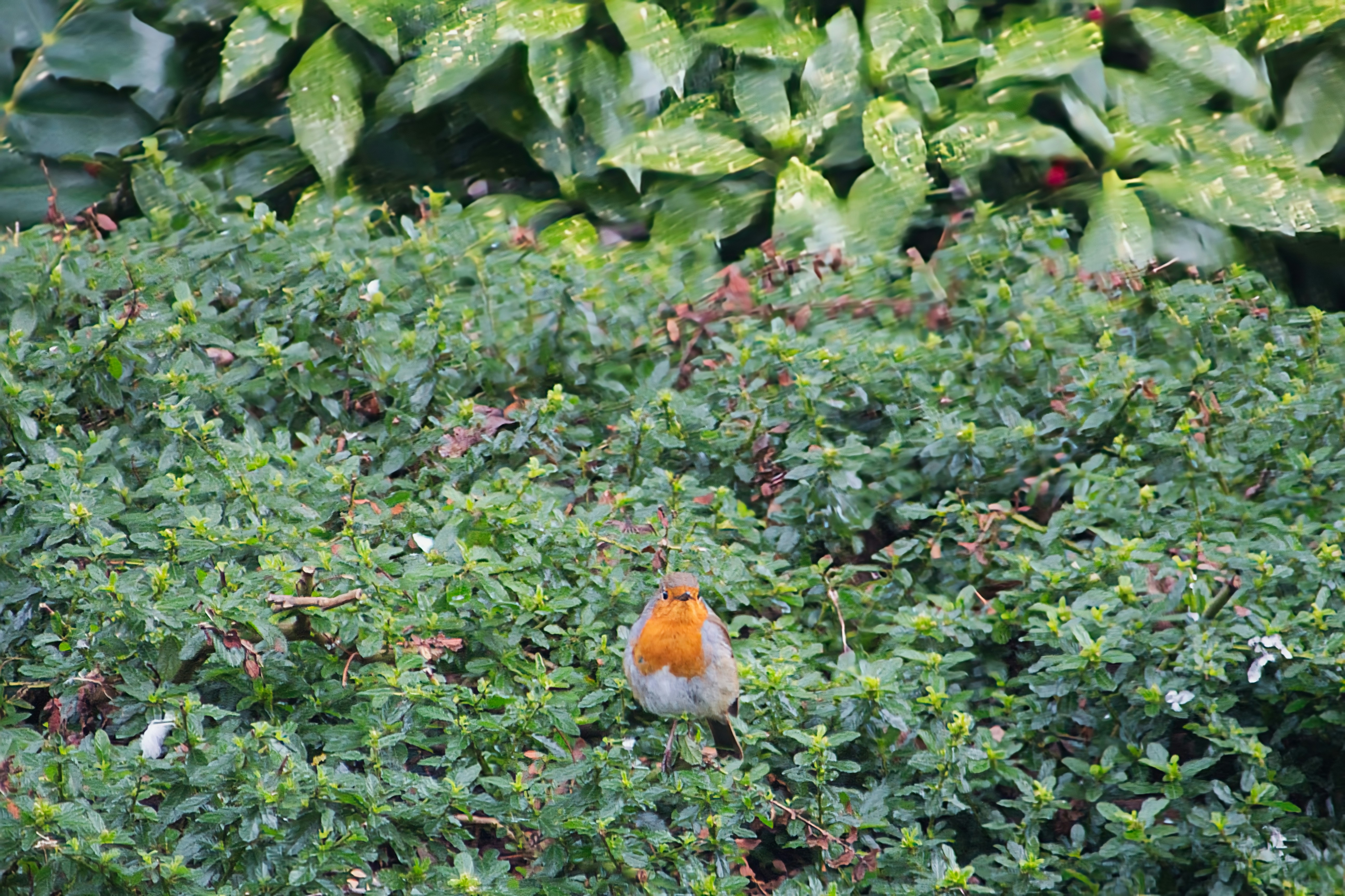 Scarlet-robin among emerald hedge blooms