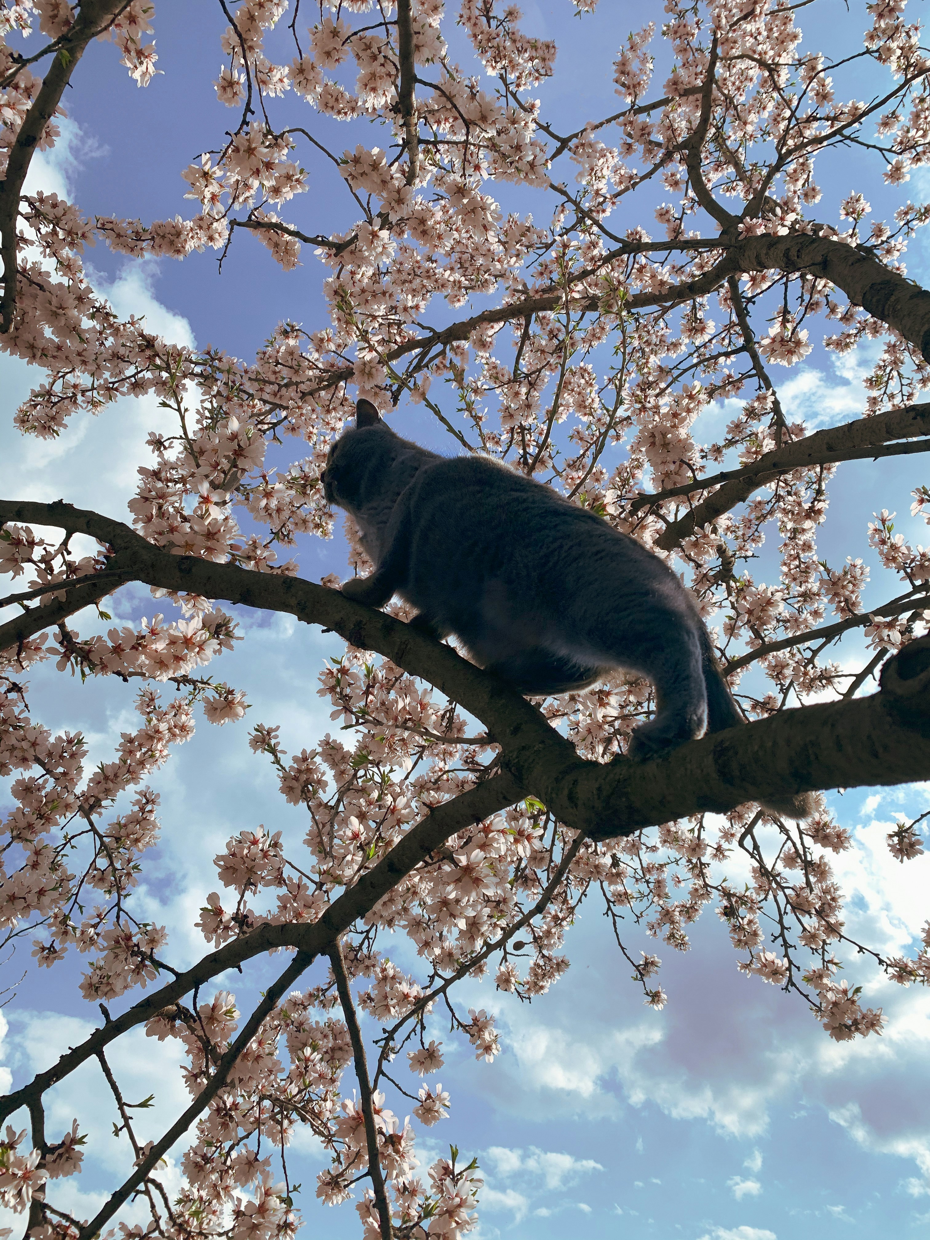 Whiskers on a Cherry Blossom Limb