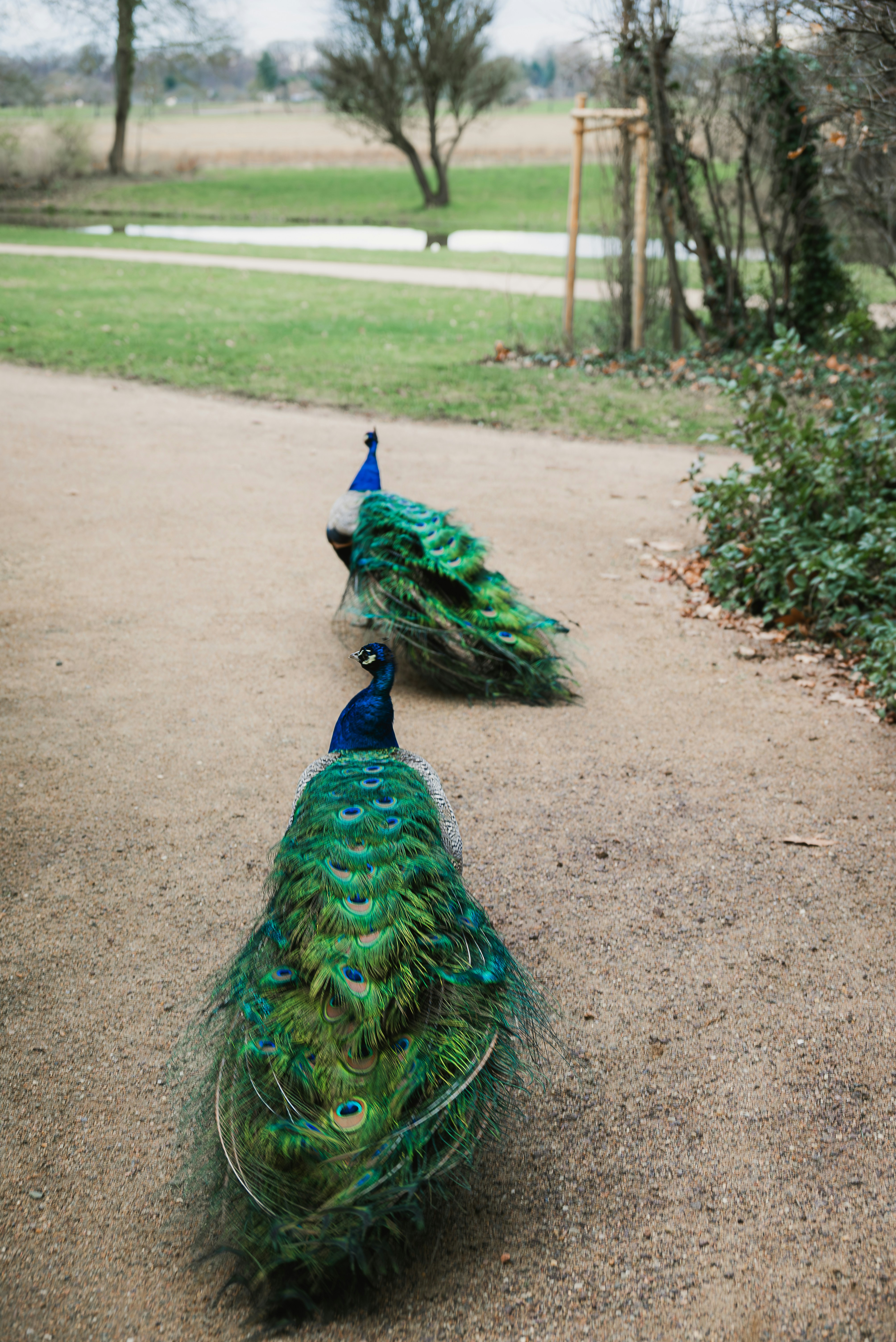 A Quiet Parade of Peacocks: Emerald Plumes Along a Park Path