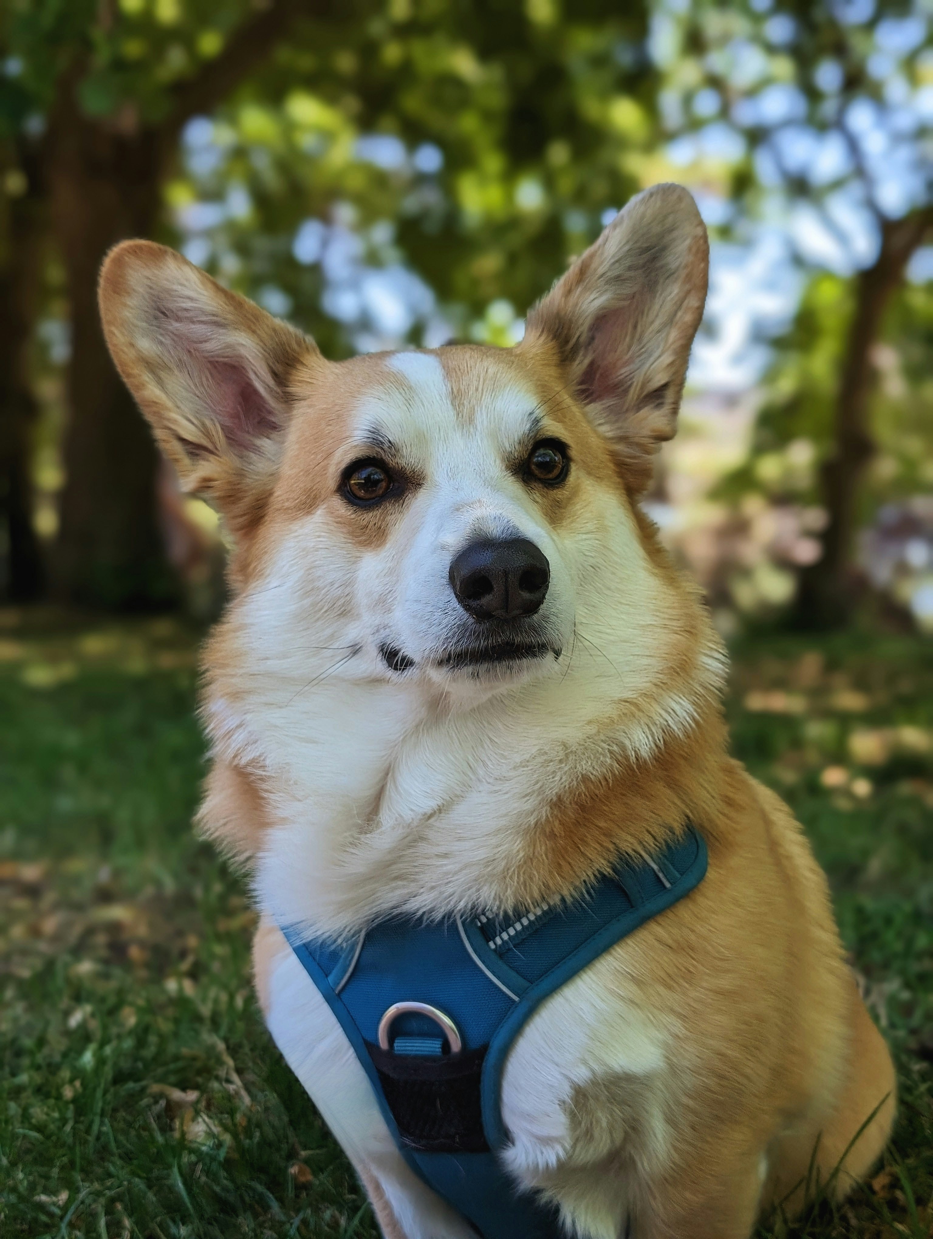 A corgi with expressive ears and a curious gaze sits on the grass, surrounded by dappled sunlight filtering through tree leaves.