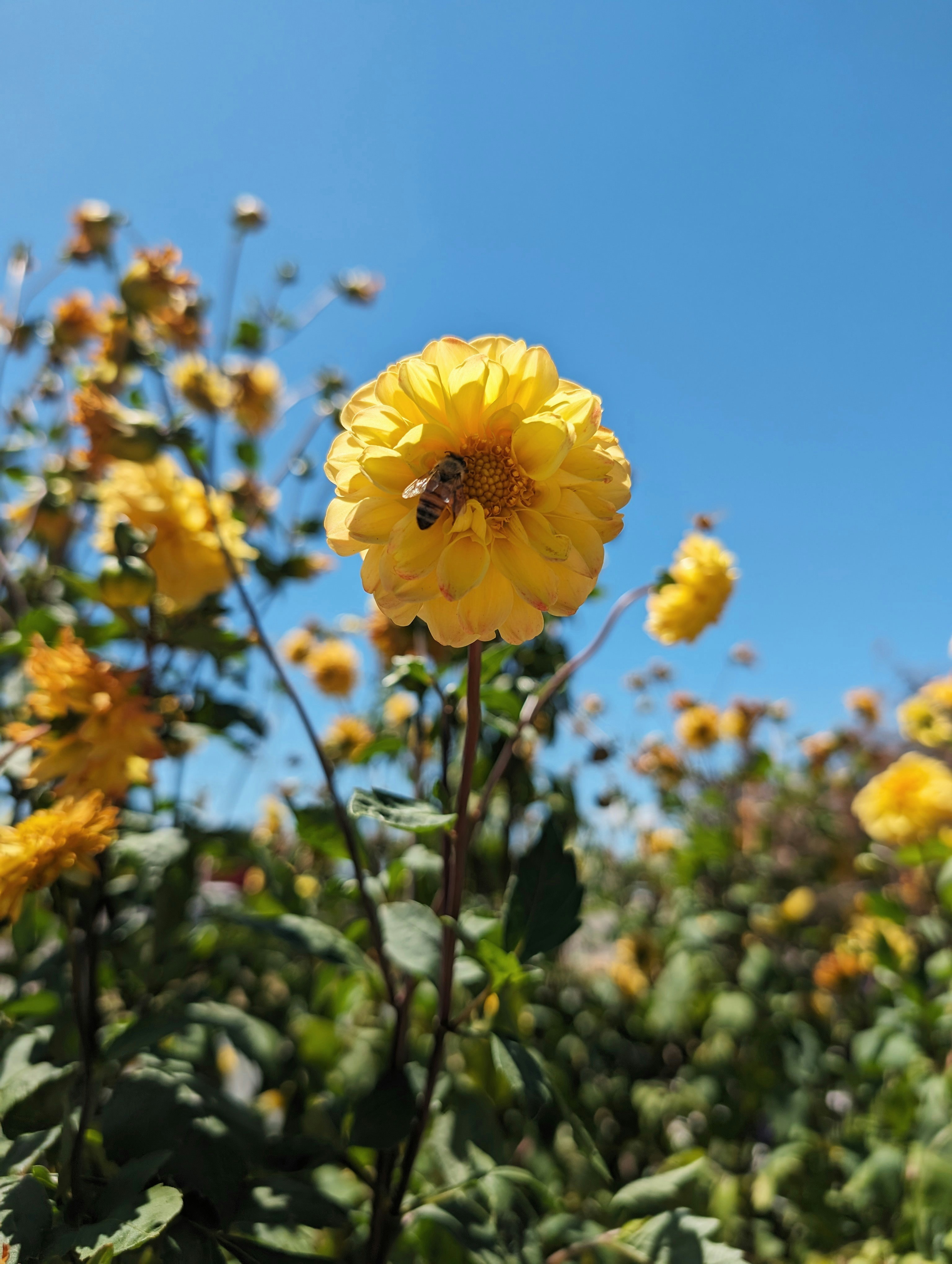 Honeybee at the Center of a Sunlit Yellow Bloom