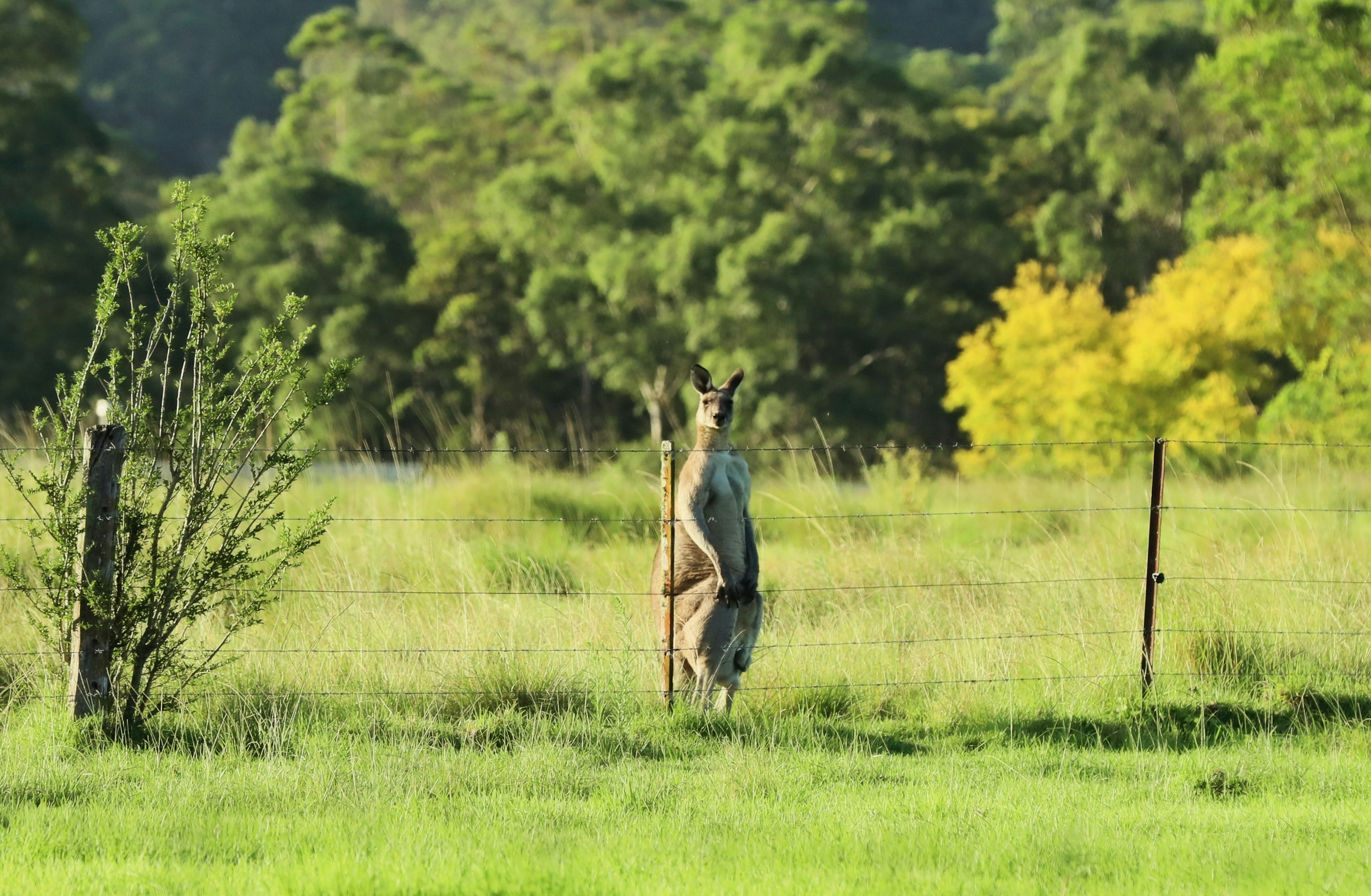 A kangaroo standing in the grass behind a fence photo – Free Australia ...