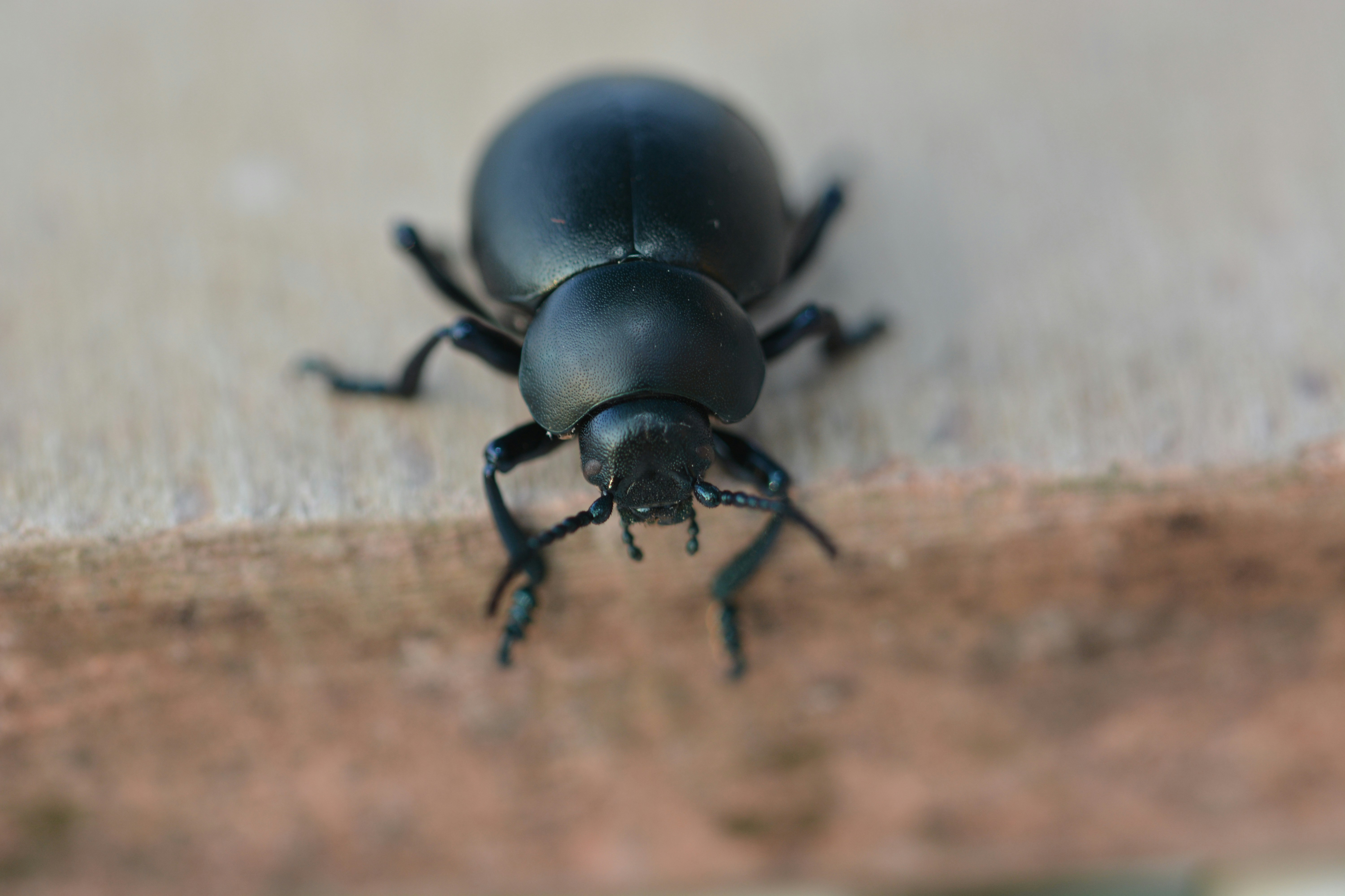Midnight Scarab on Weathered Wood: A Macro Portrait