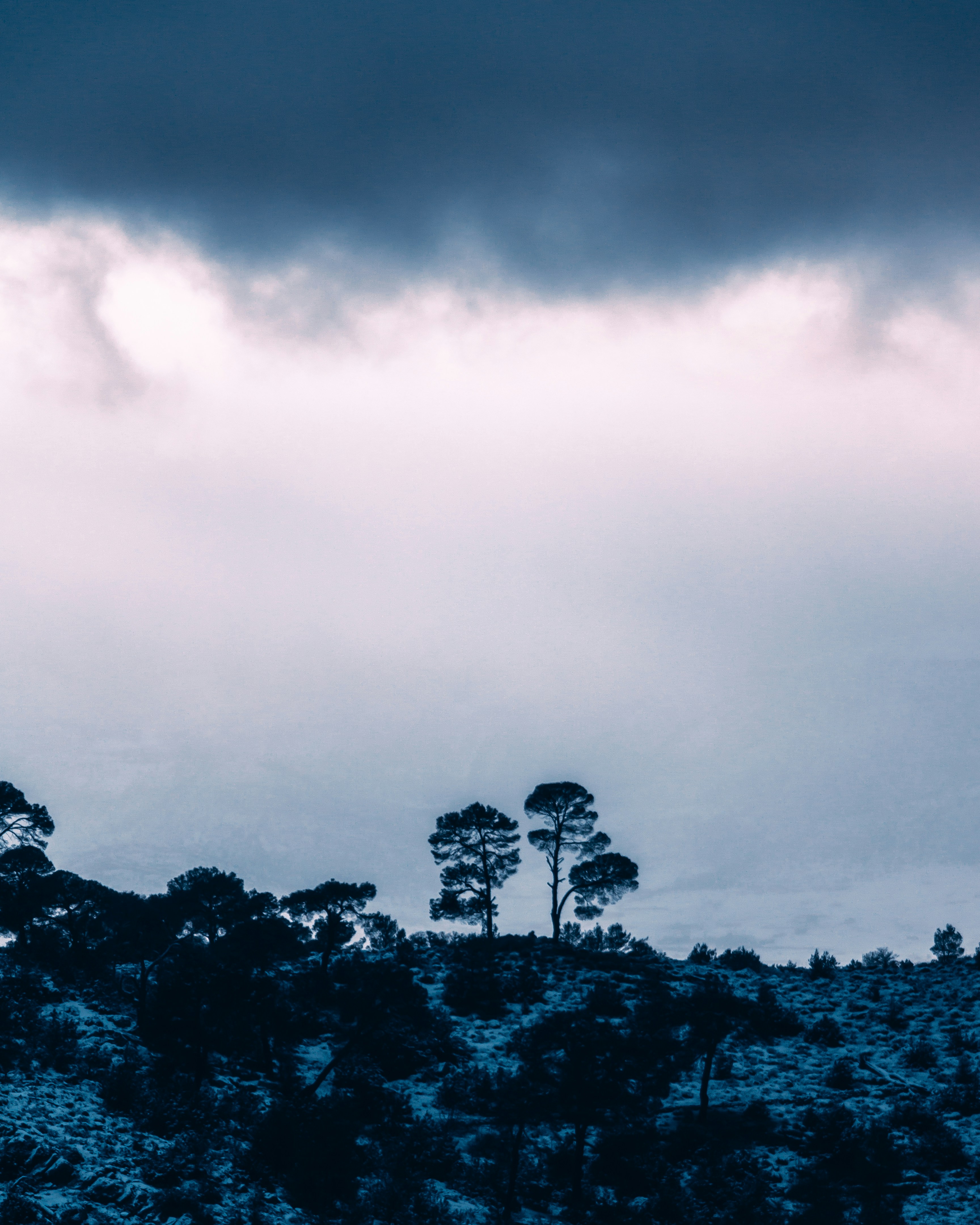 Blue Hour Pines: Silhouettes Across a Quiet Ridge