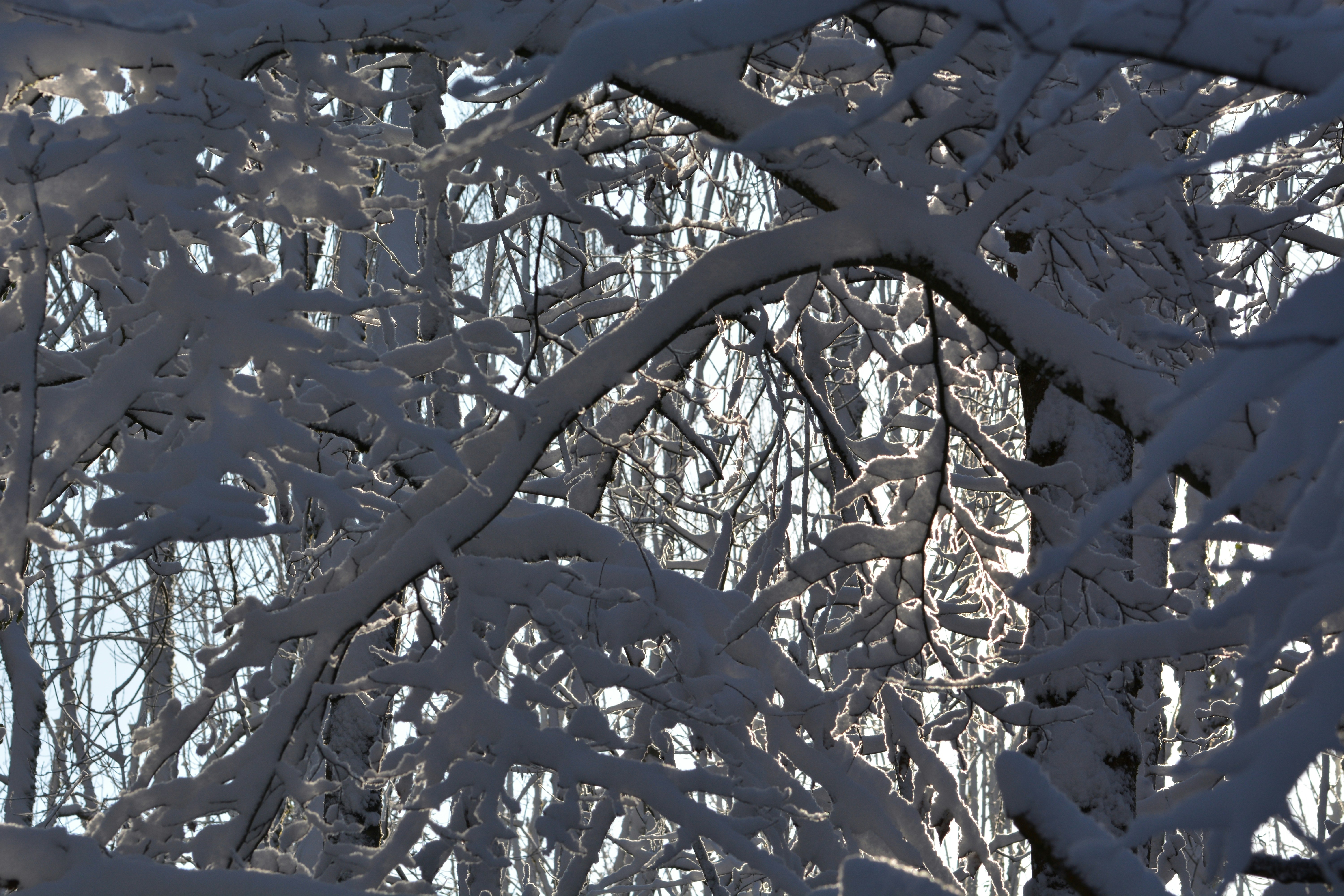 Lattice of Snow: Sunlit Gaps in a Frosted Canopy