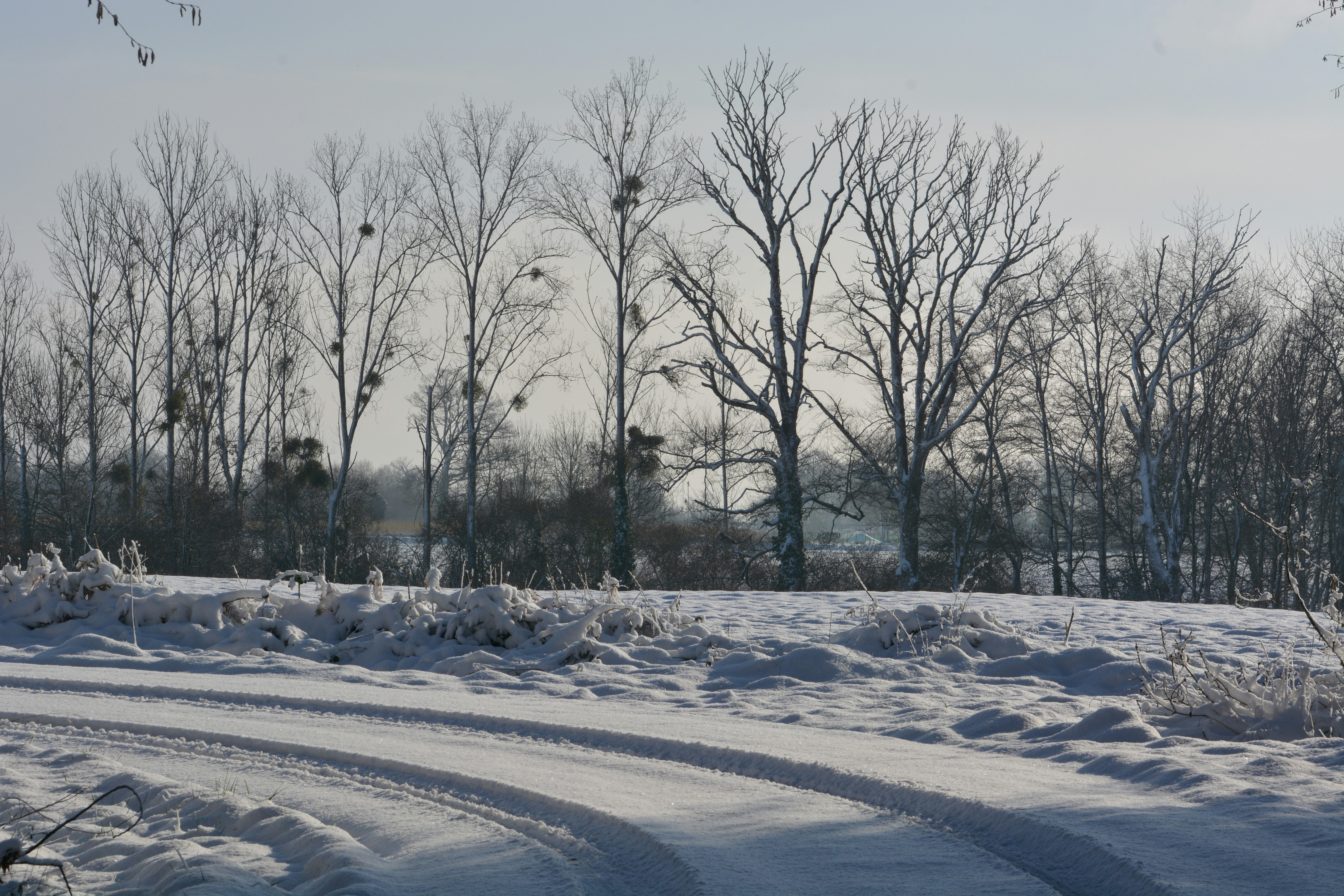 Traces sur route enneigée
