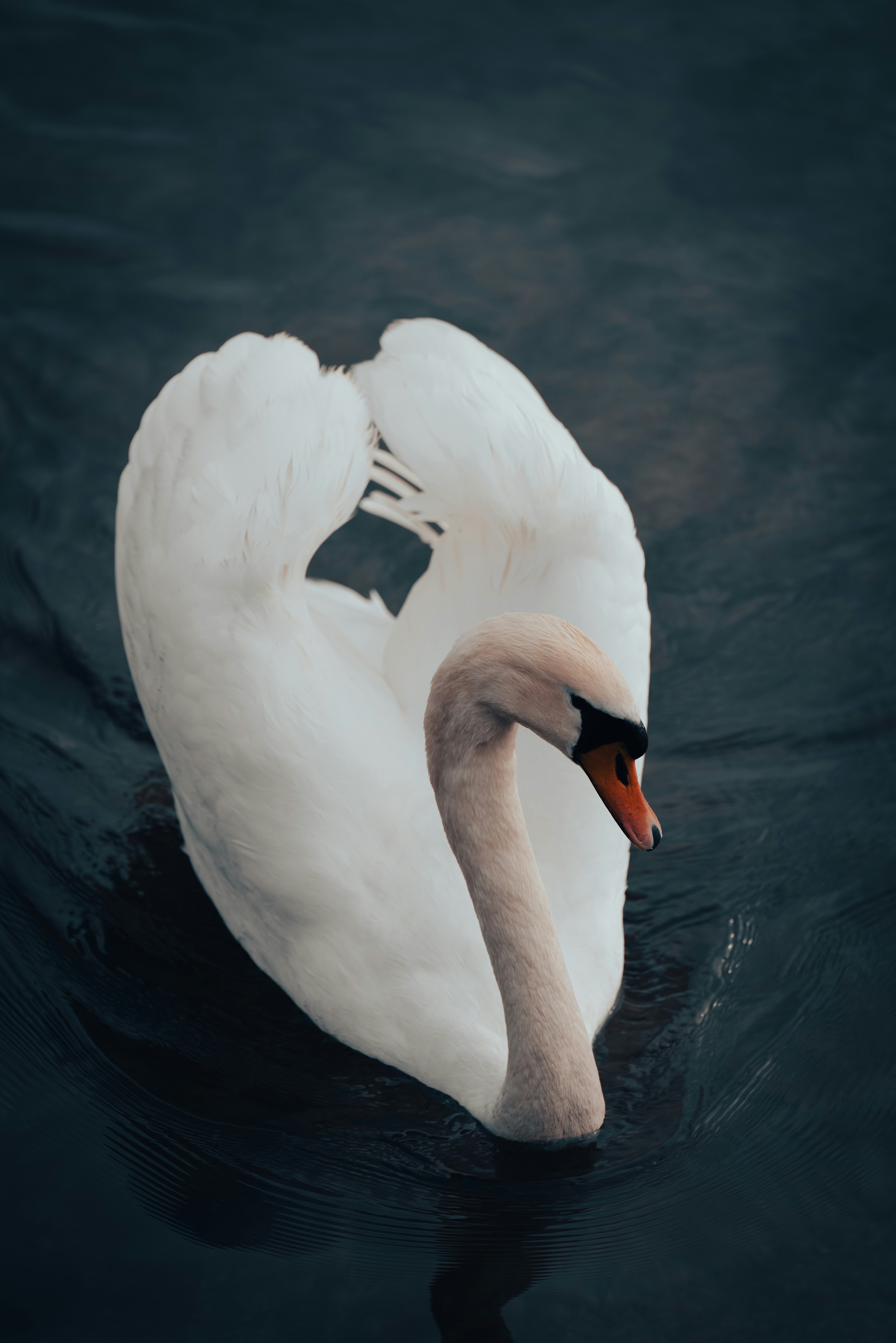 Photo by Sergio Zhukov with Sony Alpha 7R II