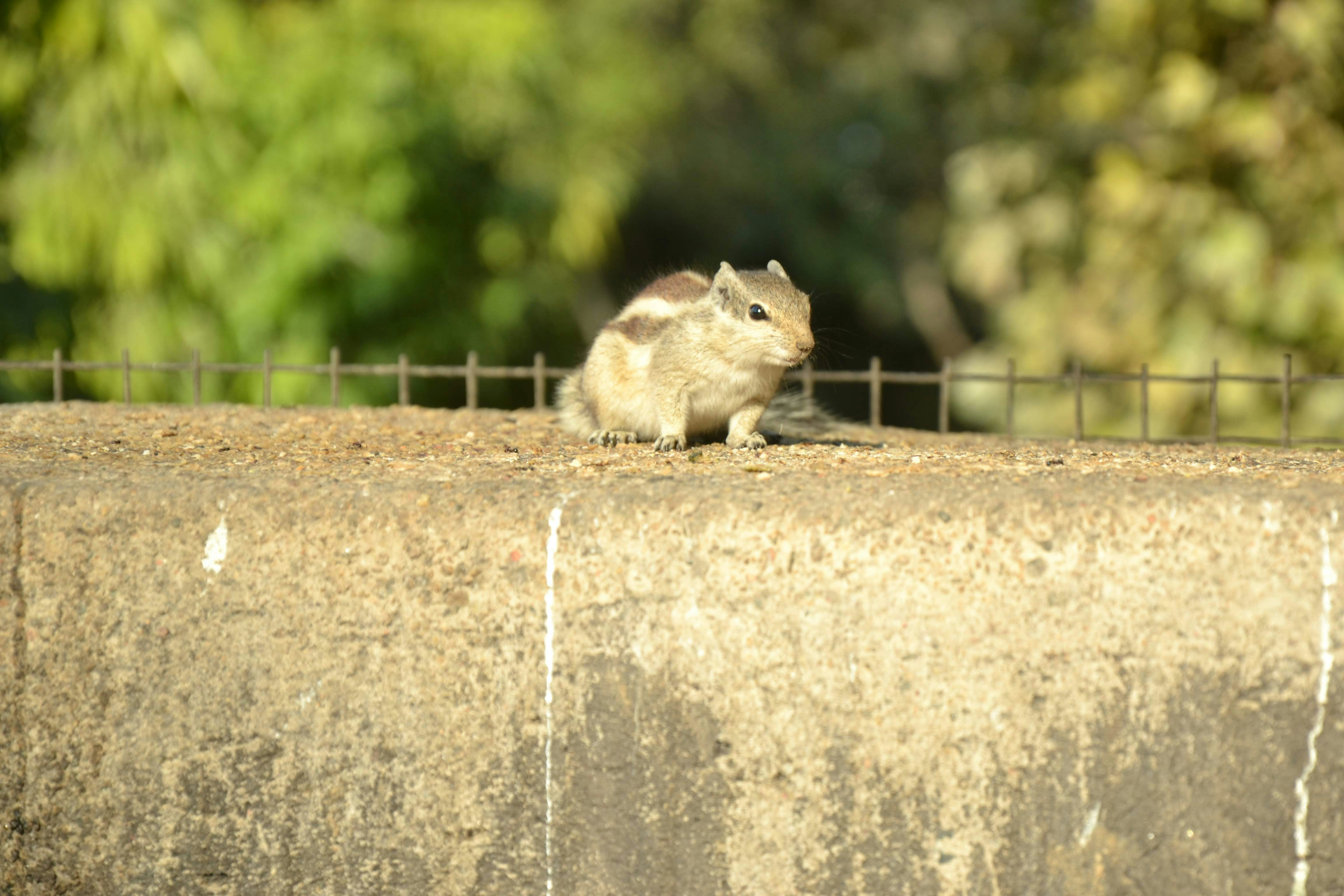 A small rodent sitting on top of a cement wall photo – Free Animal ...