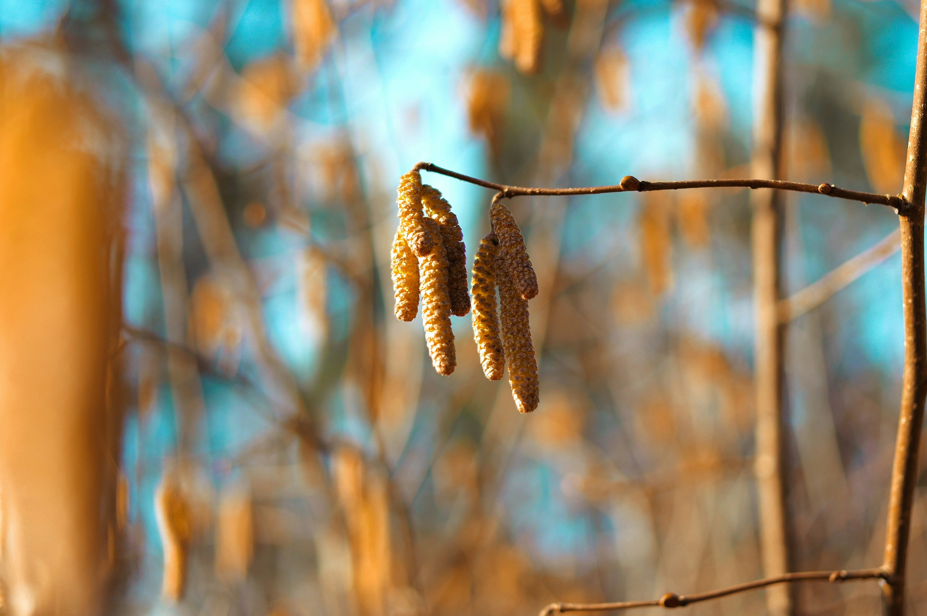 A couple of seed pods hanging from a tree branch photo – Free Pollen ...