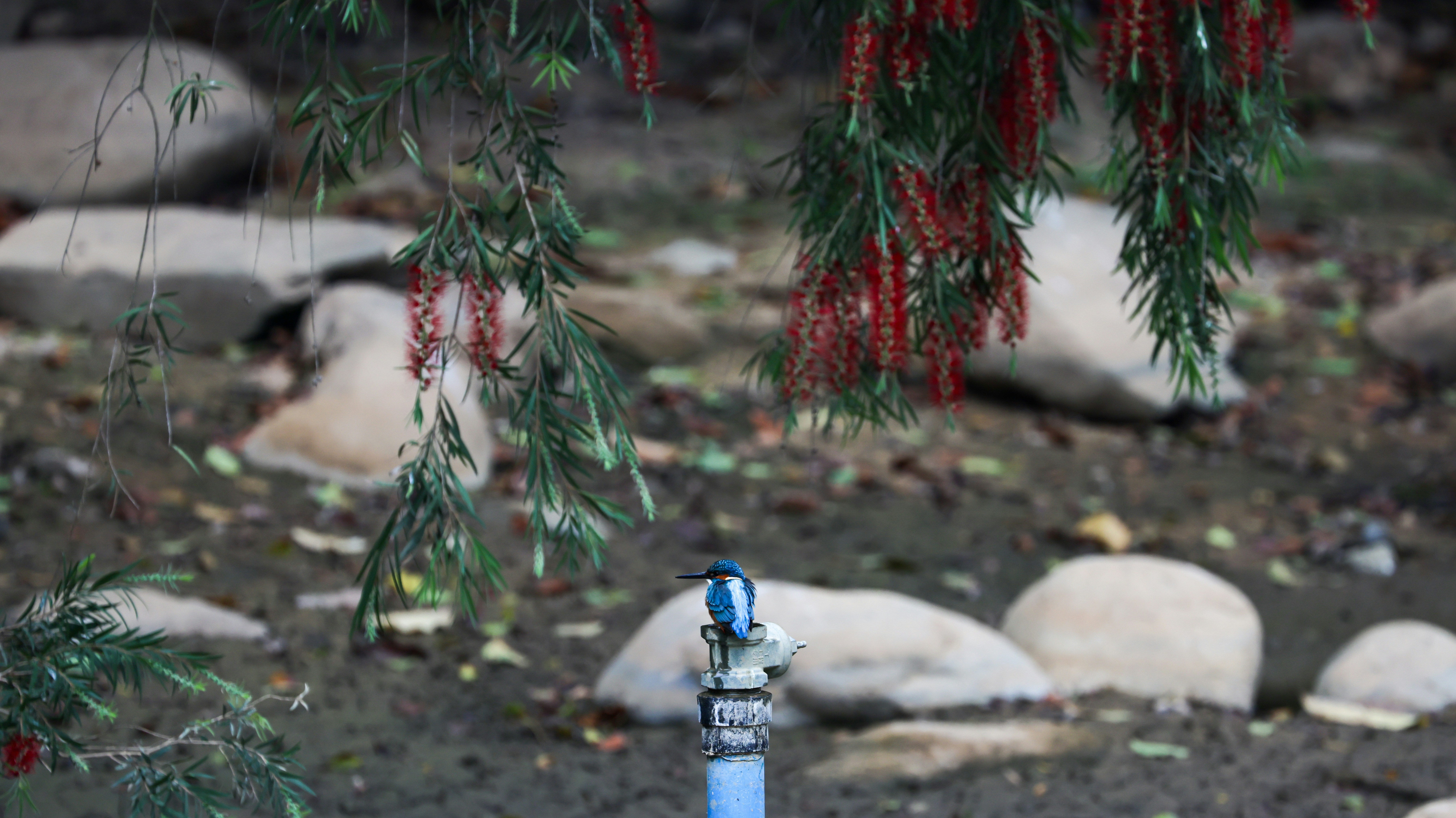 A blue fire hydrant sitting next to a tree photo – Free Grey Image on ...