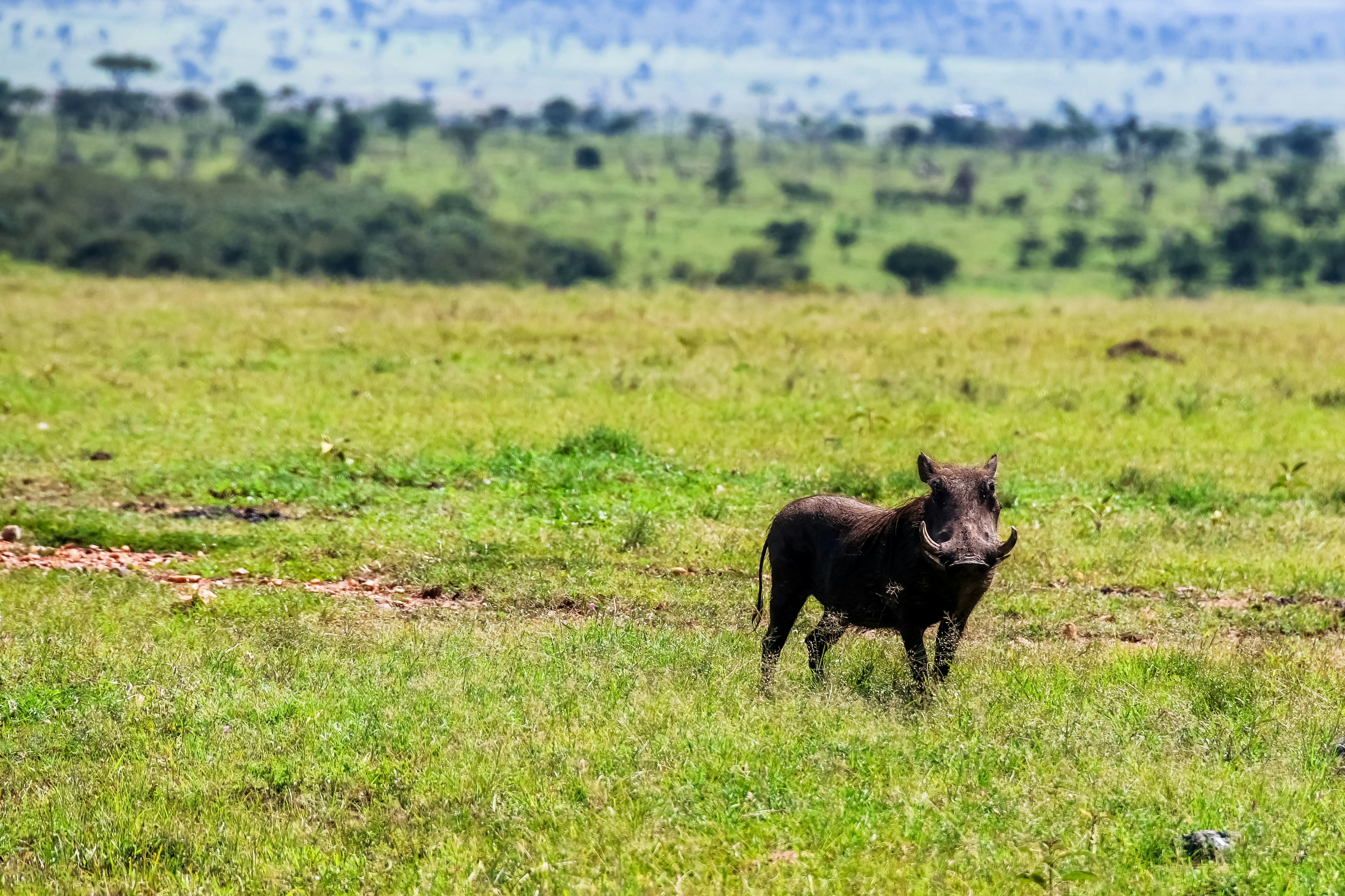 Solitary rhinoceros on a sunlit savannah with a distant line of acacia trees