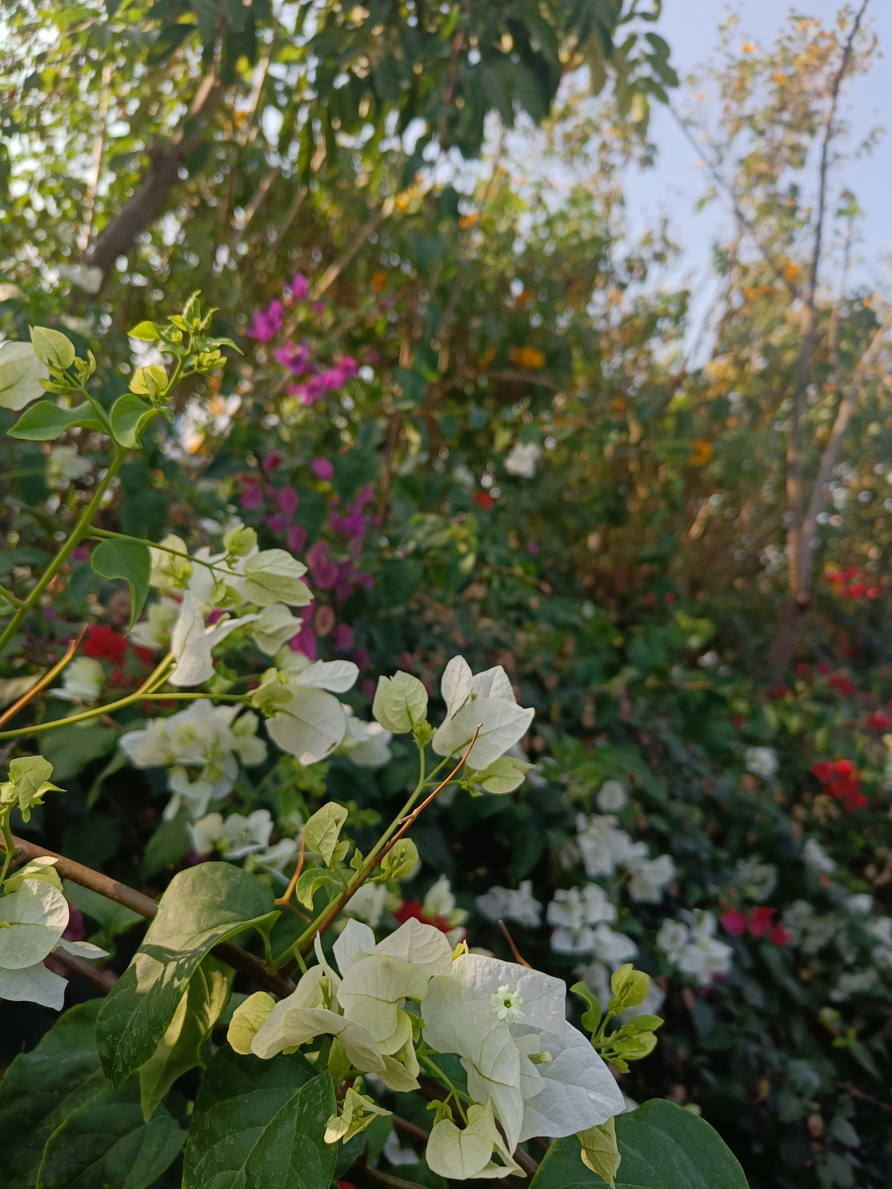 White bougainvillea leaves in sharp foreground with a vibrant, softly blurred garden backdrop.