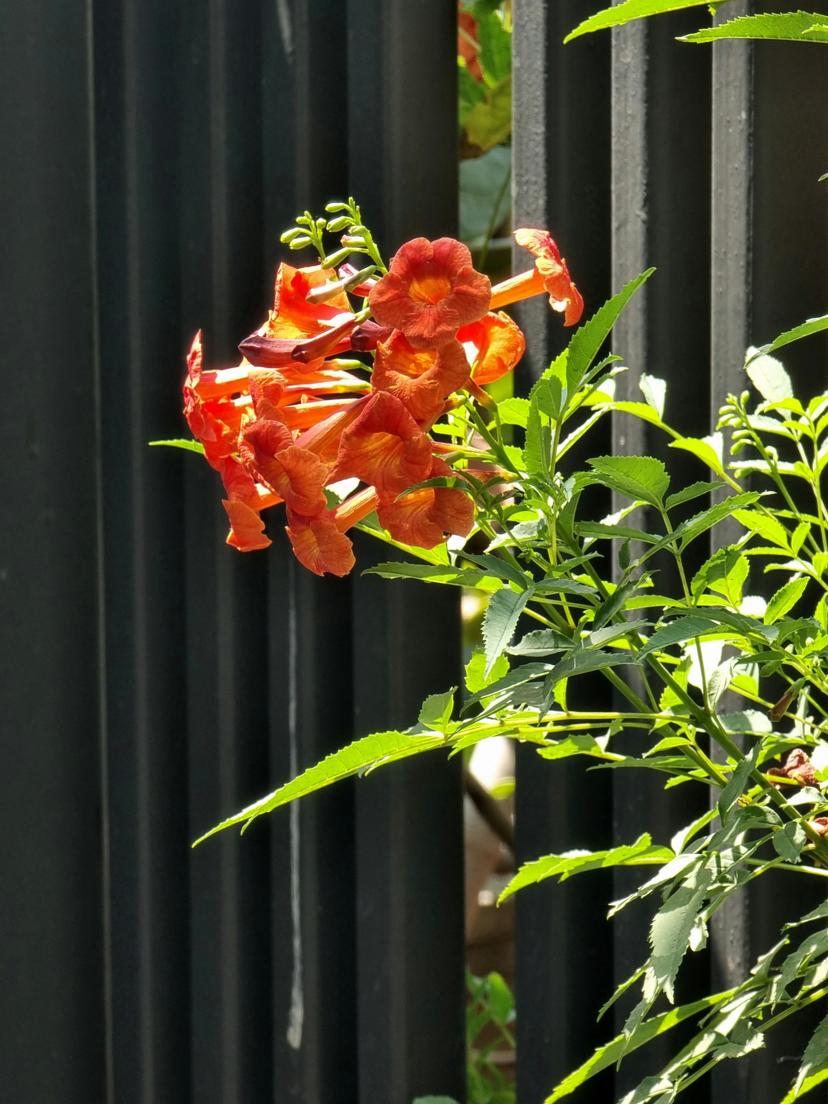 Sunlit trumpet flowers against a dark fence
