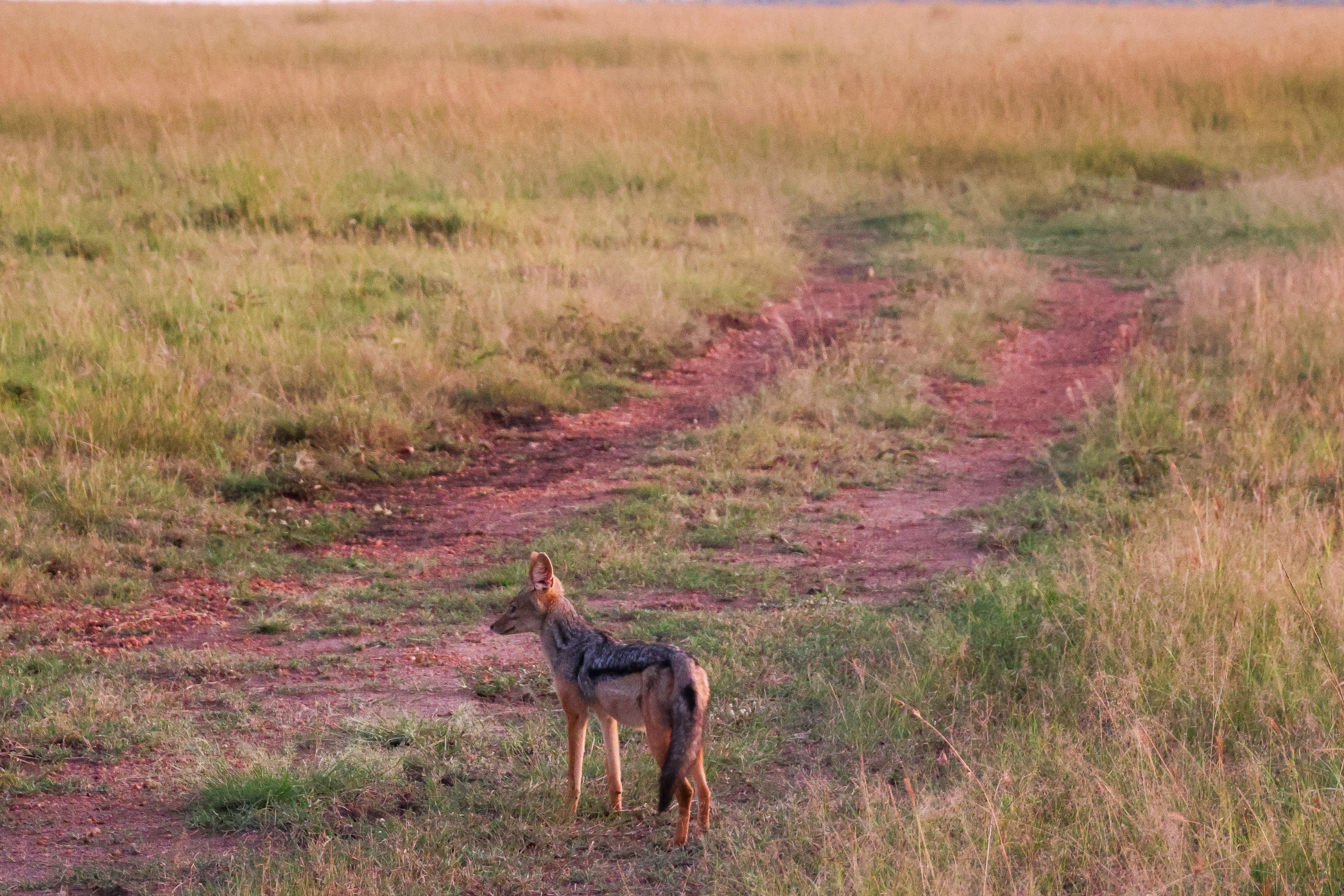 Golden Hour Wanderer on a Prairie Trail