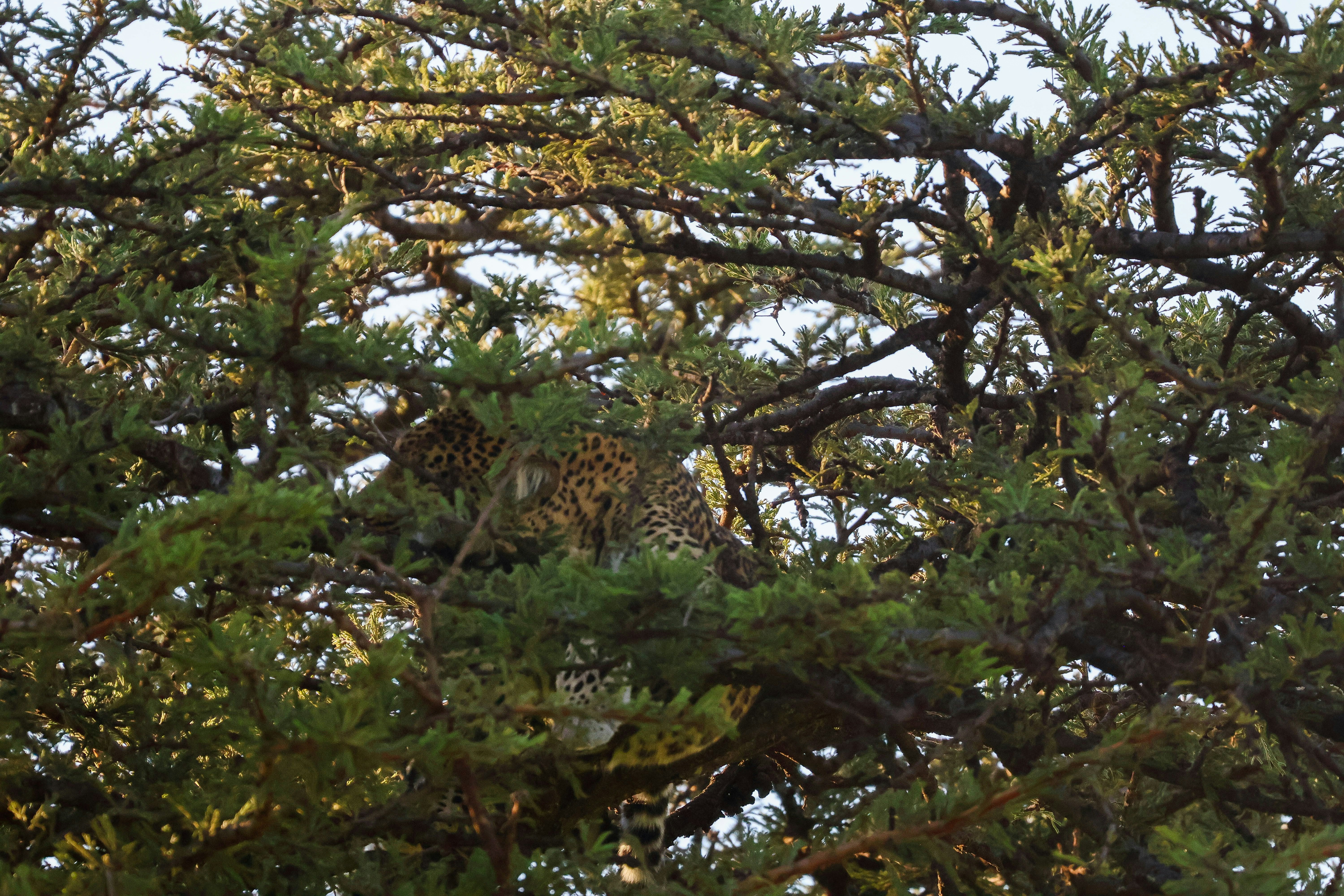 Leopard in the Canopy: A Stealthy Glimpse Through Pine Foliage