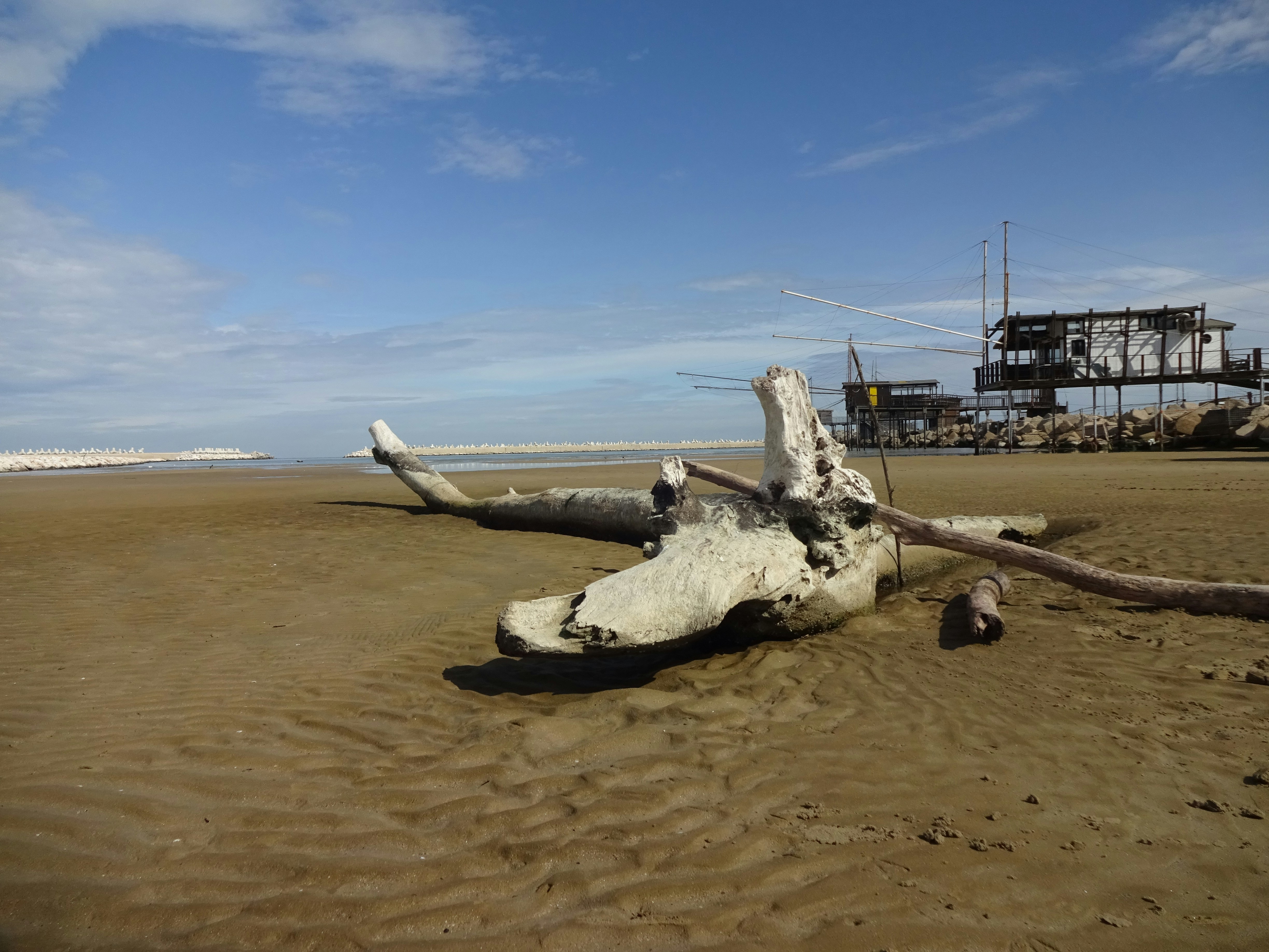 Un animal muerto tendido en la parte superior de una playa de arena ...