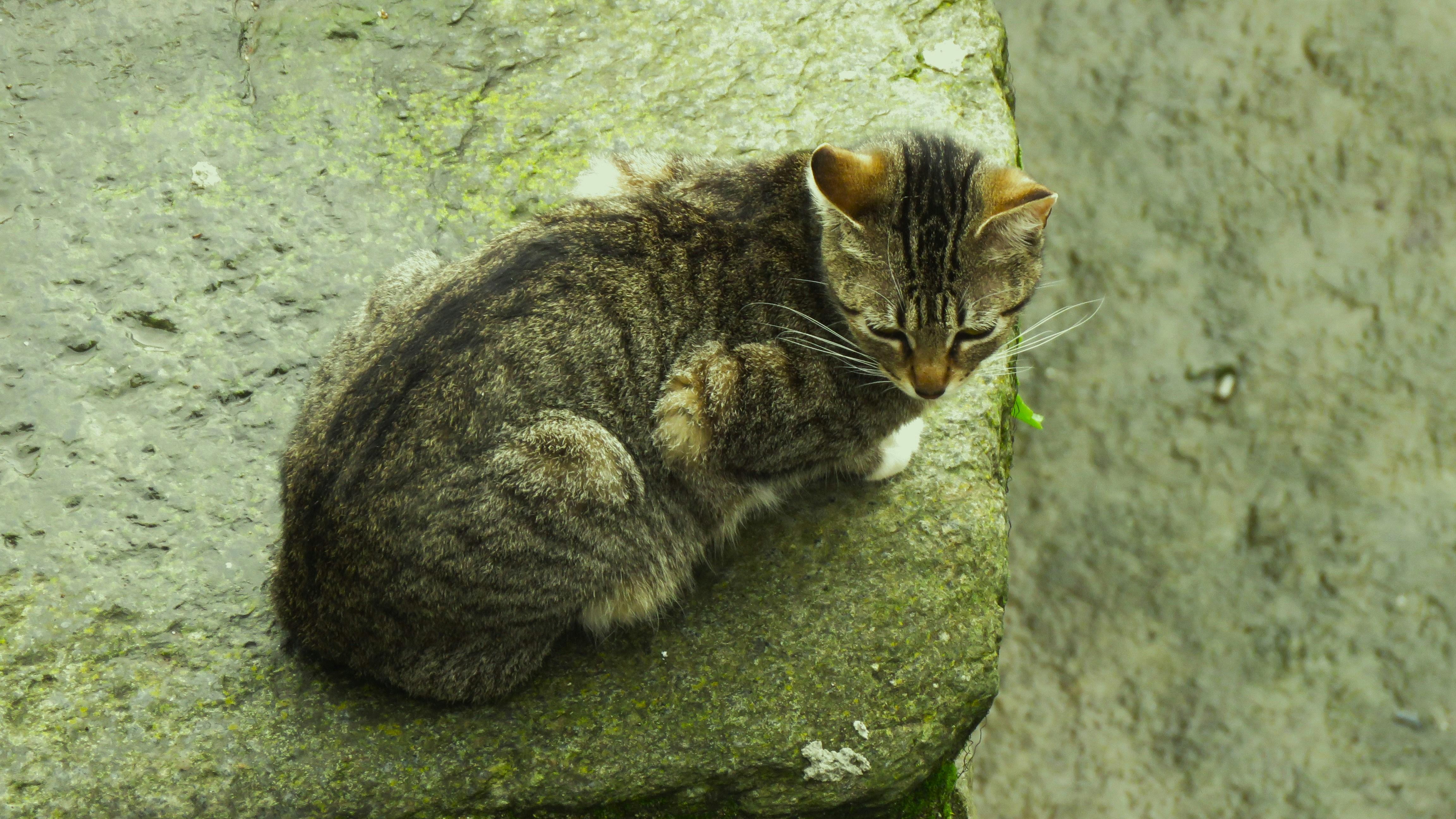 Photo by José with Canon PowerShot SX60 HS