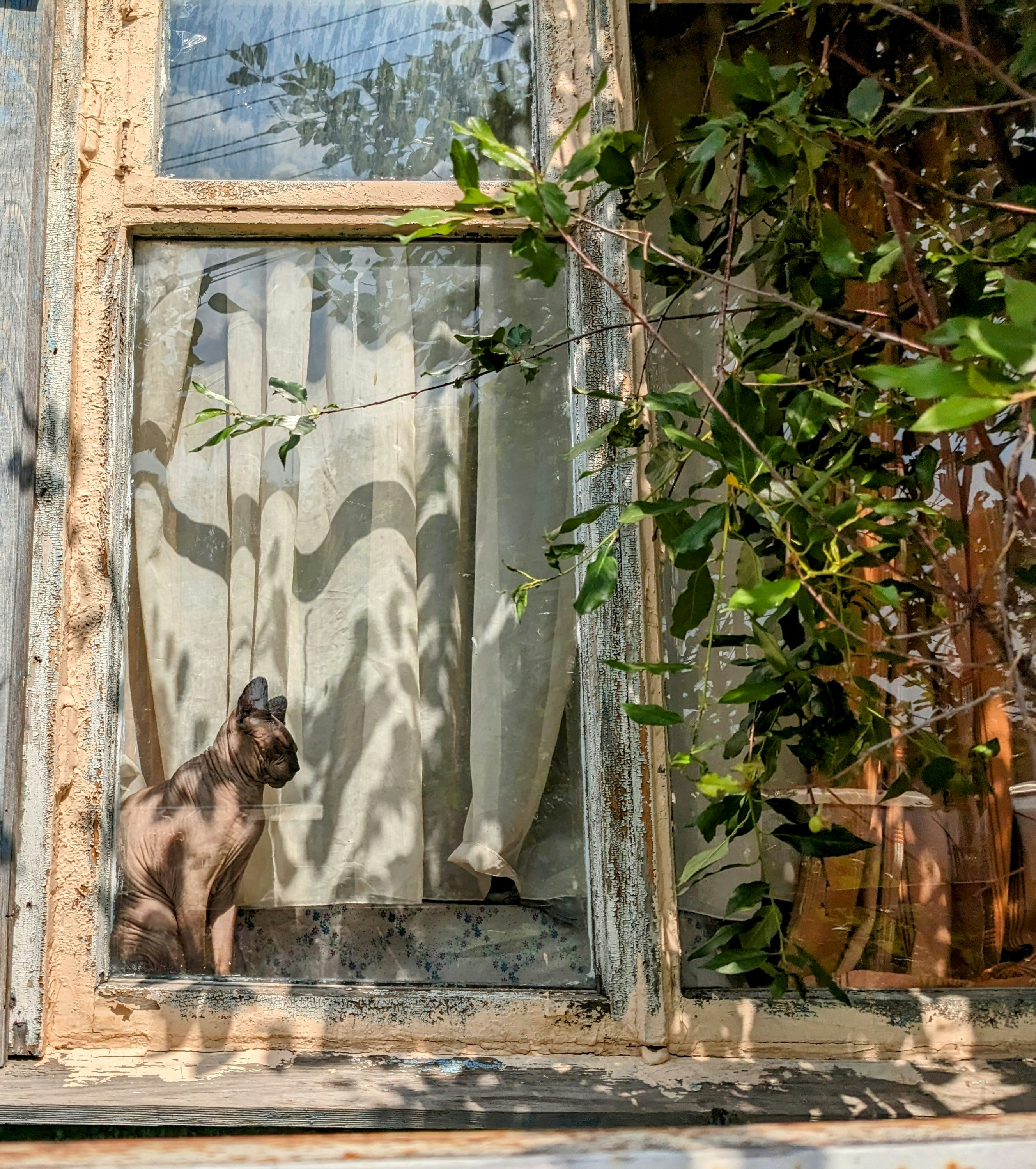 Dappled Light and a Small Bulldog at a Worn Window