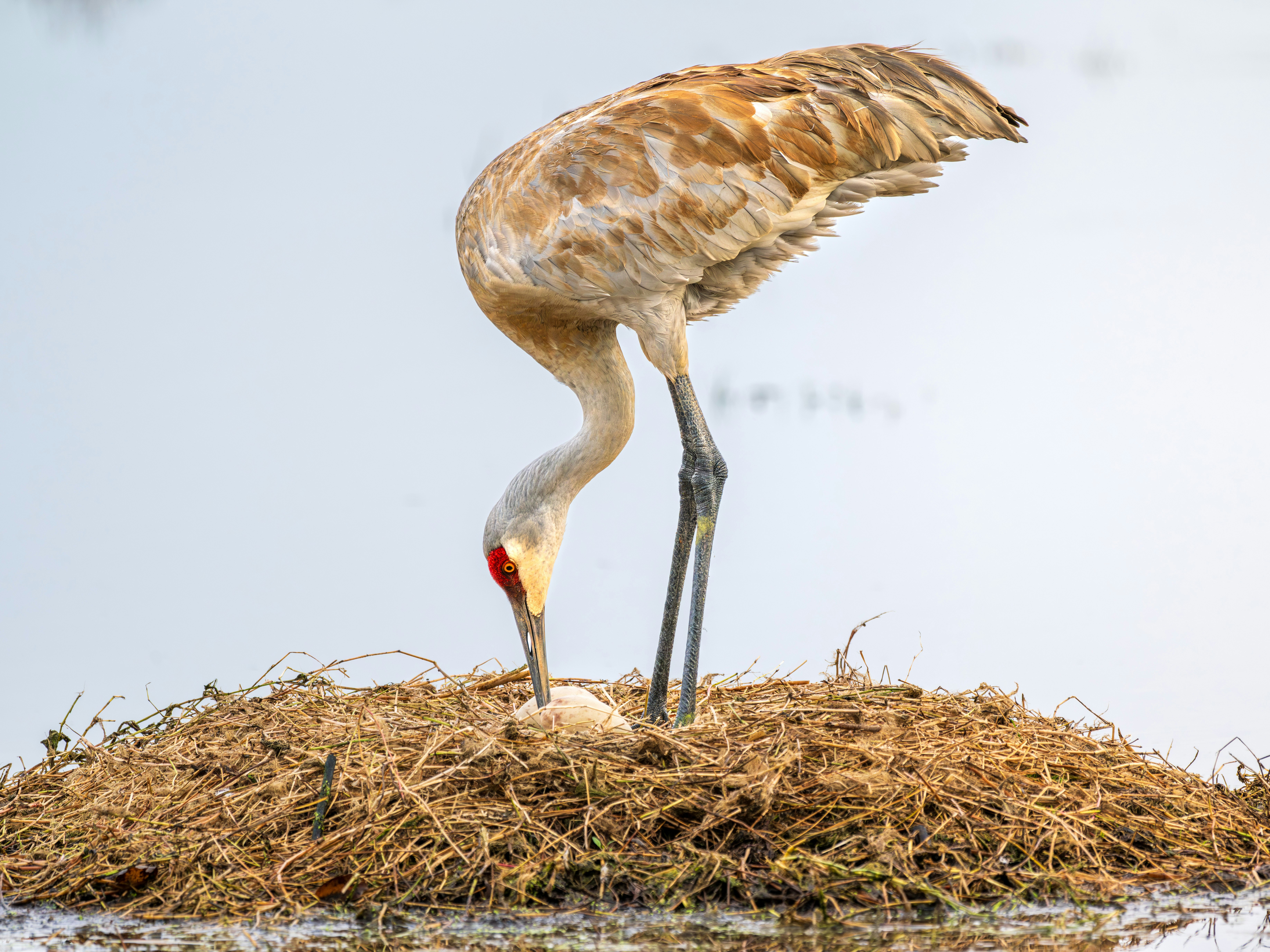 Sandhill crane tending eggs on a nest among lakeshore reeds.