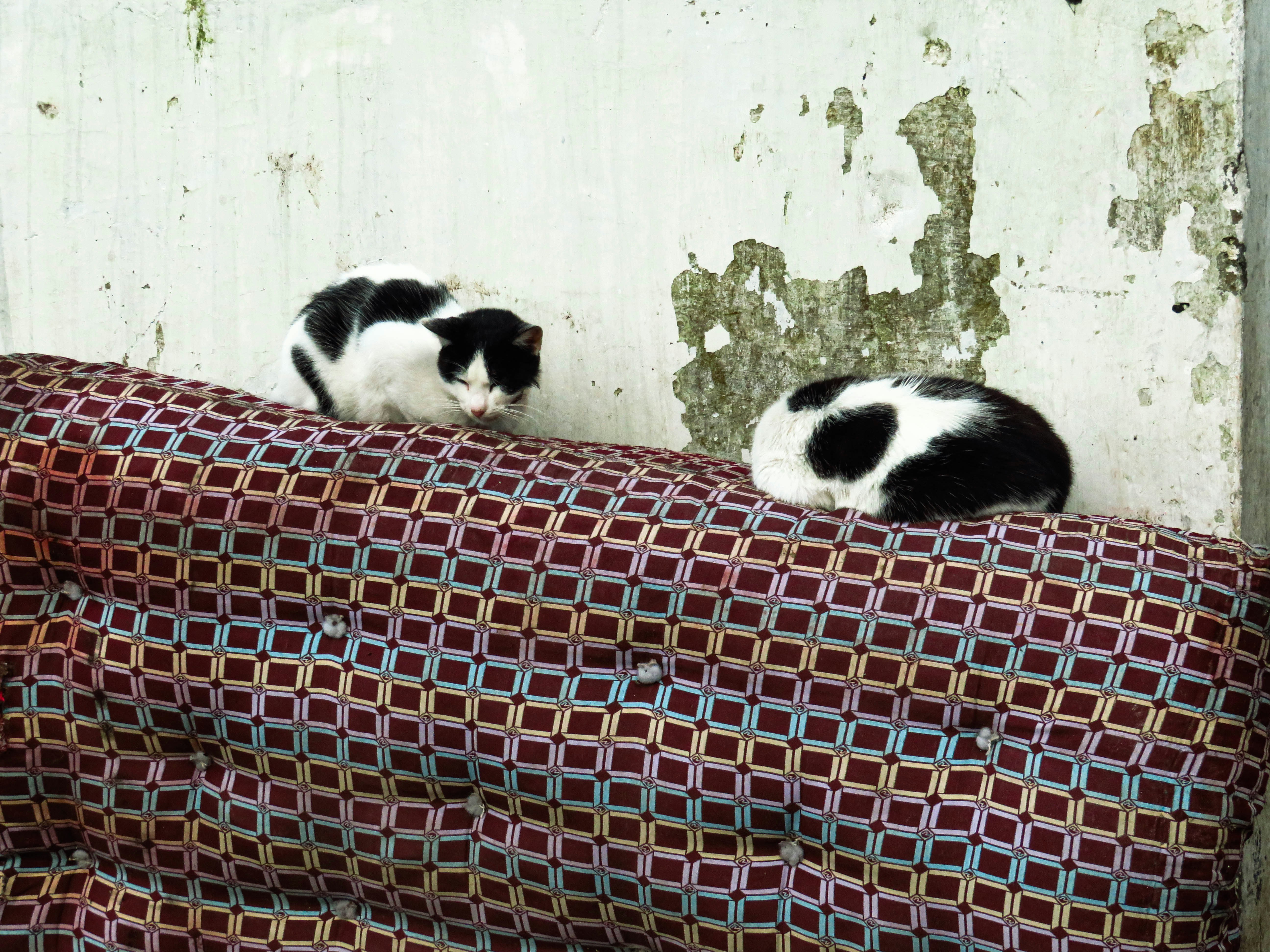 Two black-and-white tuxedo cats rest on a tufted red couch with a peeling wall in the background.