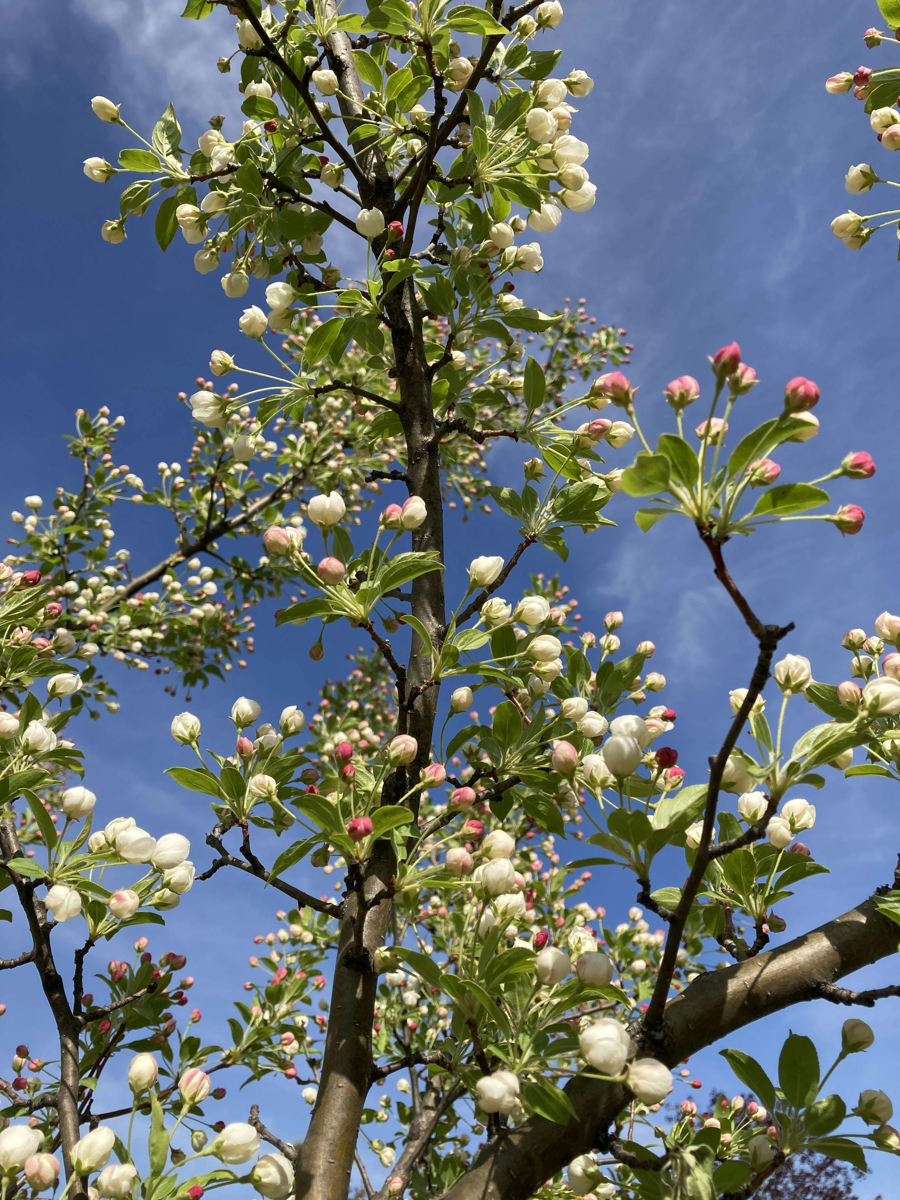 Apple Blossom Arch Reaching Toward a Clear Spring Sky