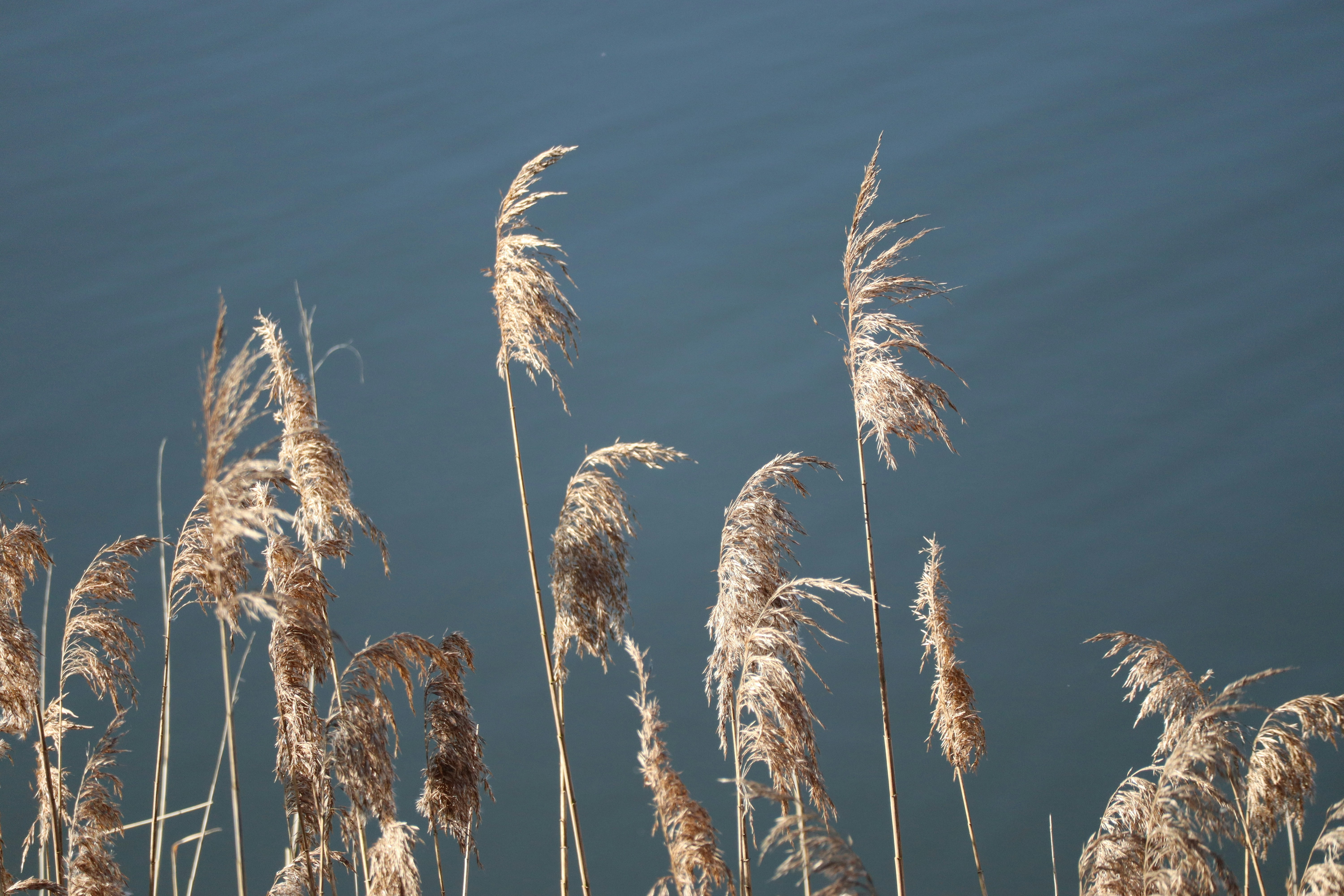 Sunlit Reeds Framing a Quiet Blue Water
