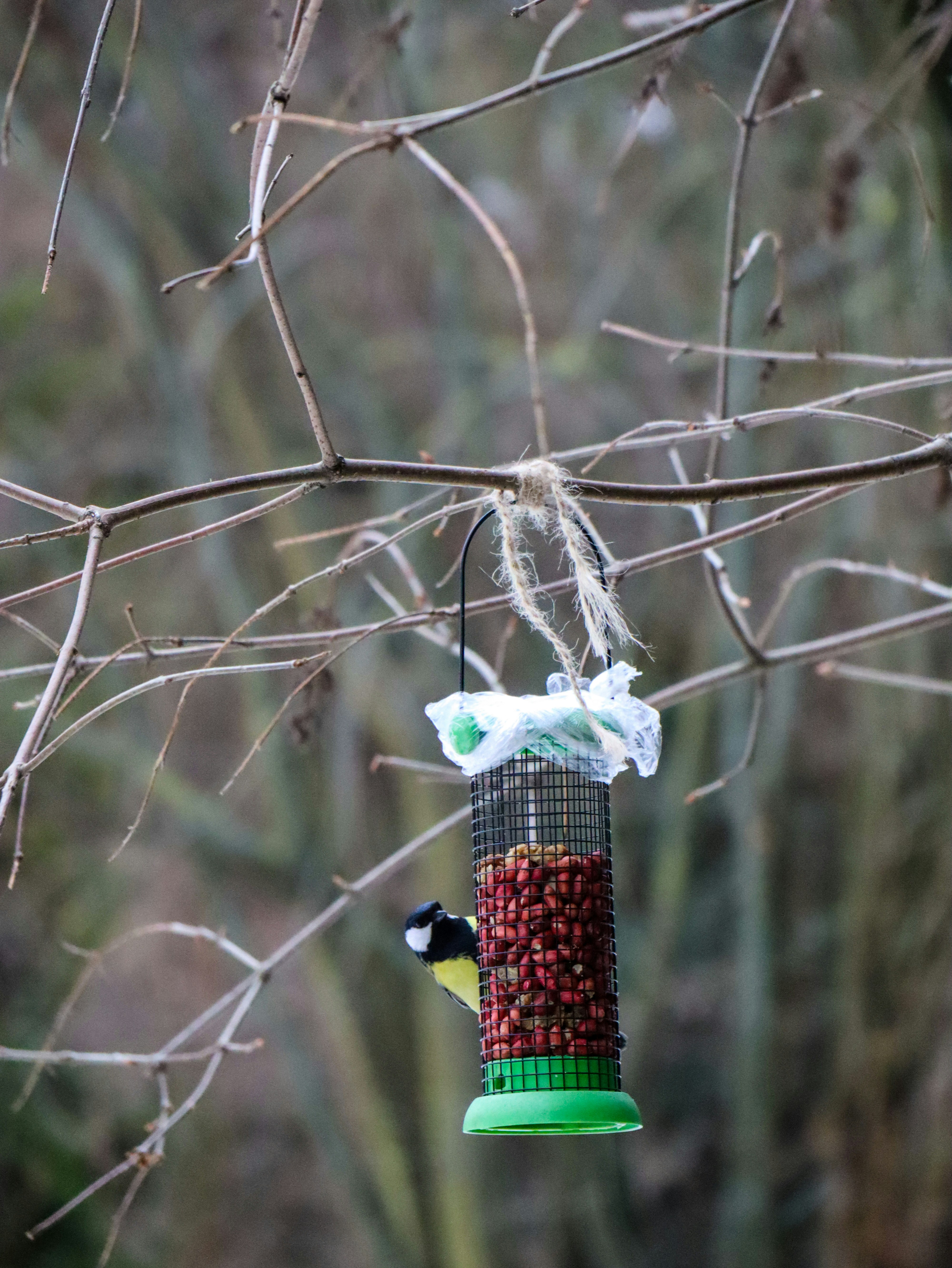 Winter Waiting: Small Bird at a Hanging Seed Feeder Among Bare Branches