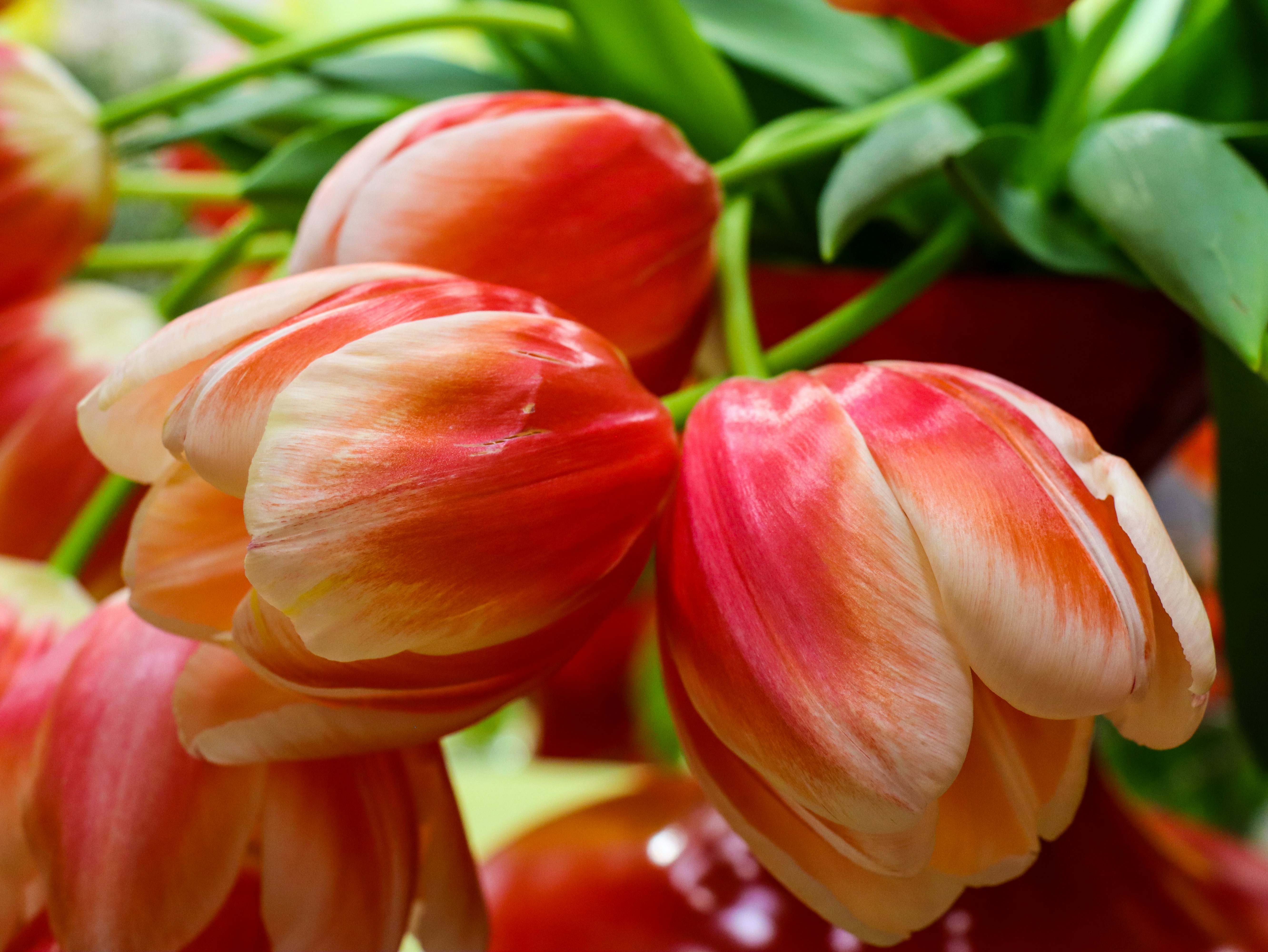 Whispering Petals: Peach-Pink Tulips in Close-Up