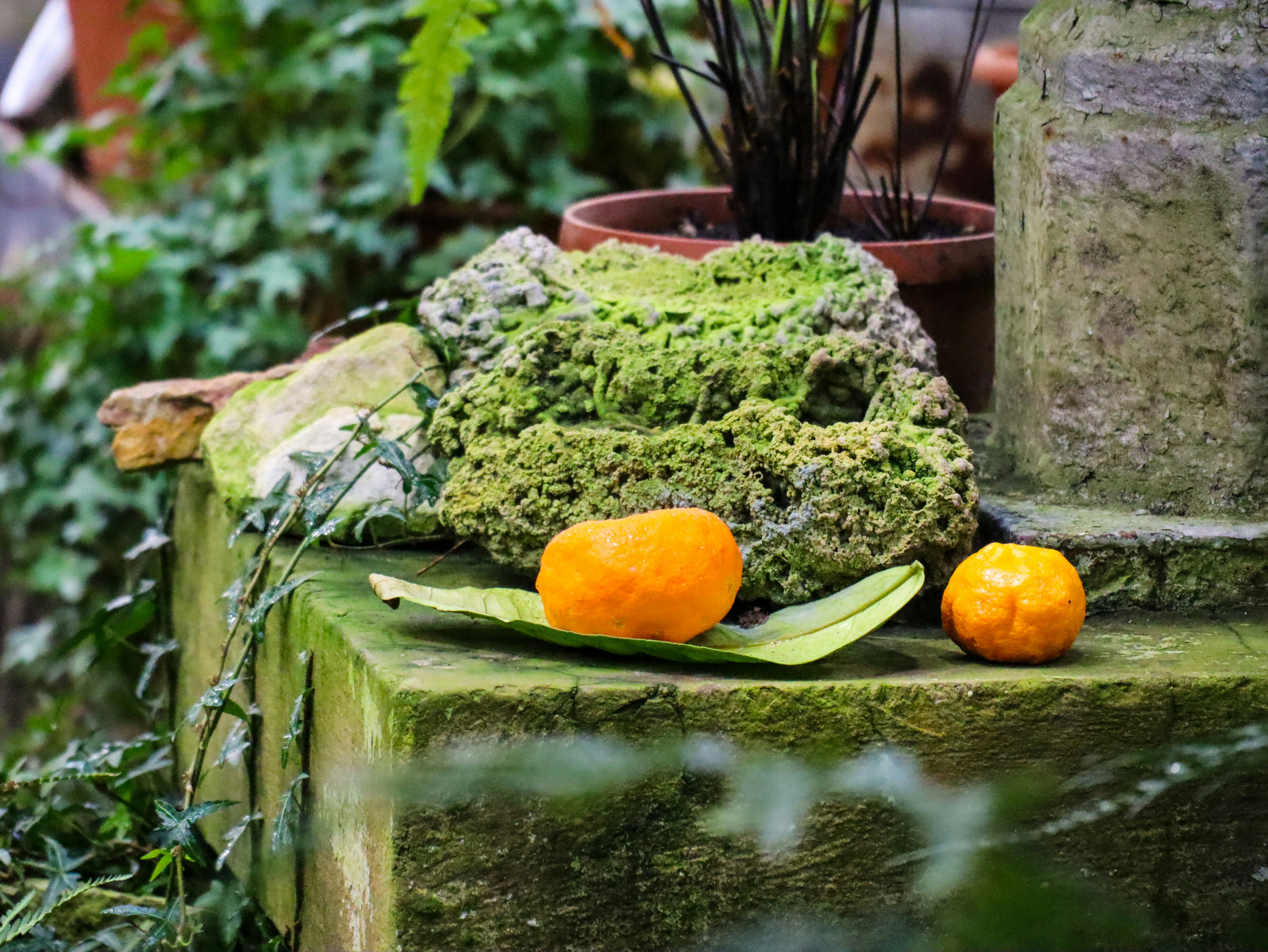 Citrus on a Moss-Crowned Stone Pedestal