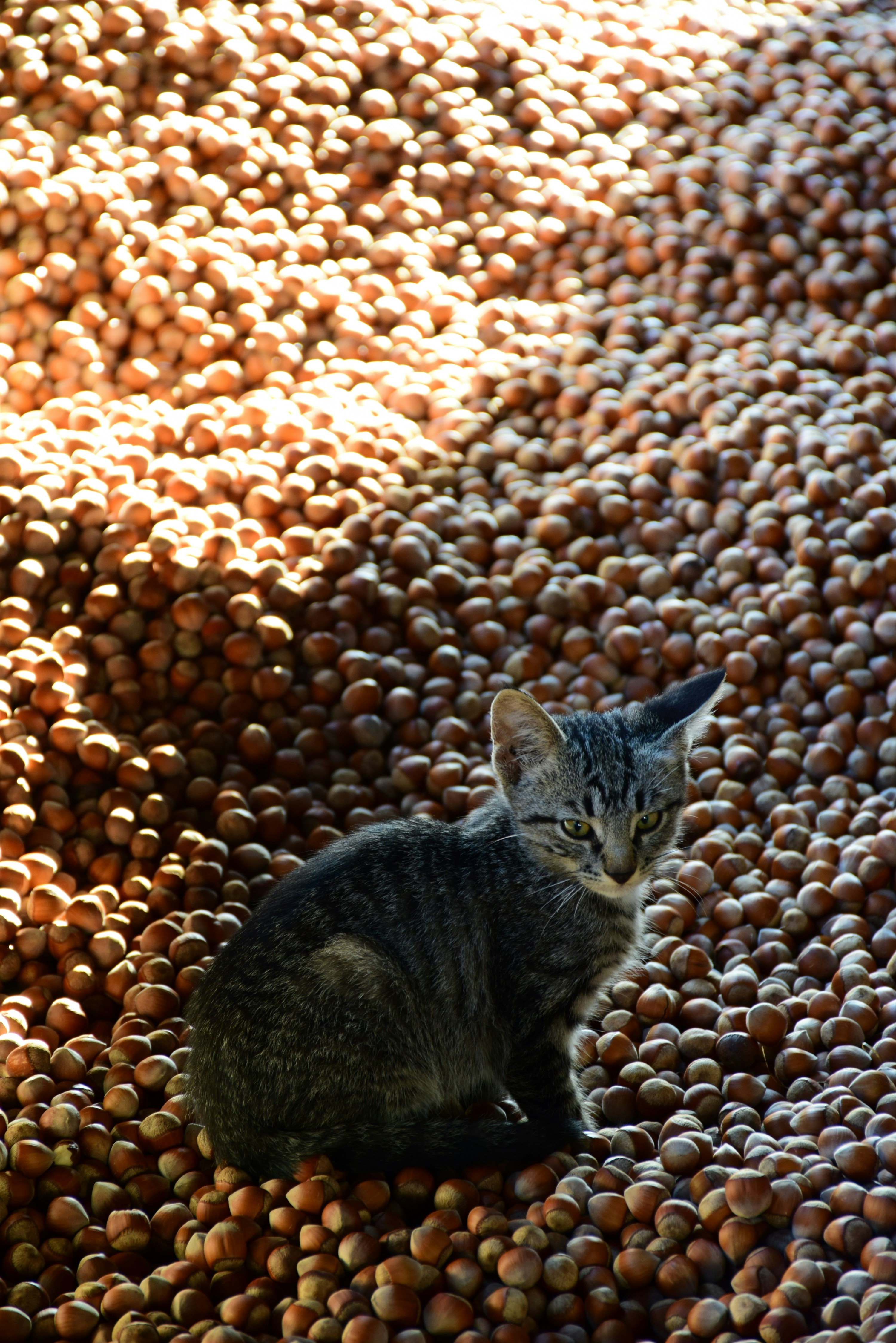 Hazelnut Dunes: A Tabby Resting Amid Pebble-Warmth