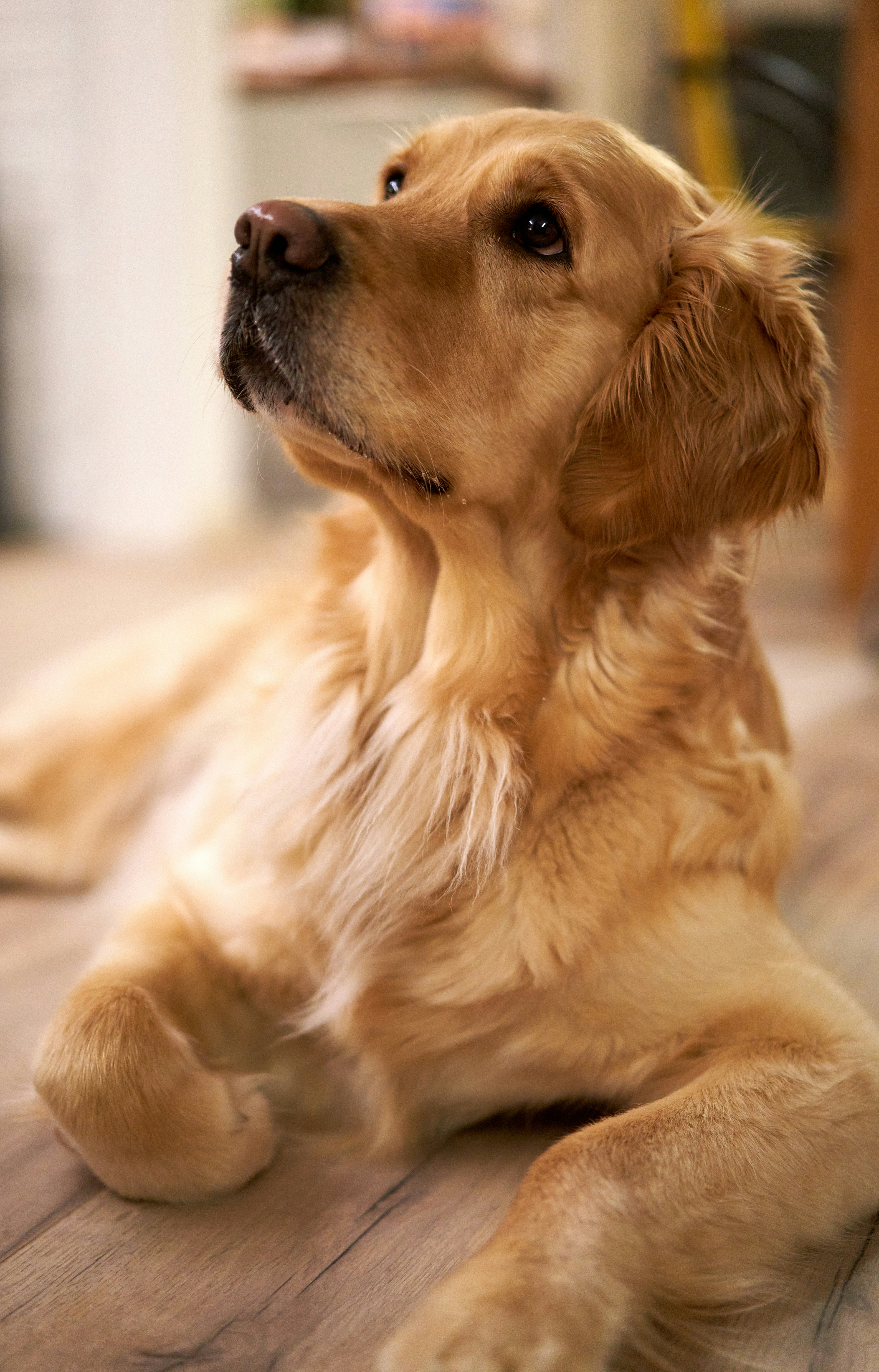 A majestic Golden Retriever rests on the living room floor, her gaze fixed intently on her beloved owner.