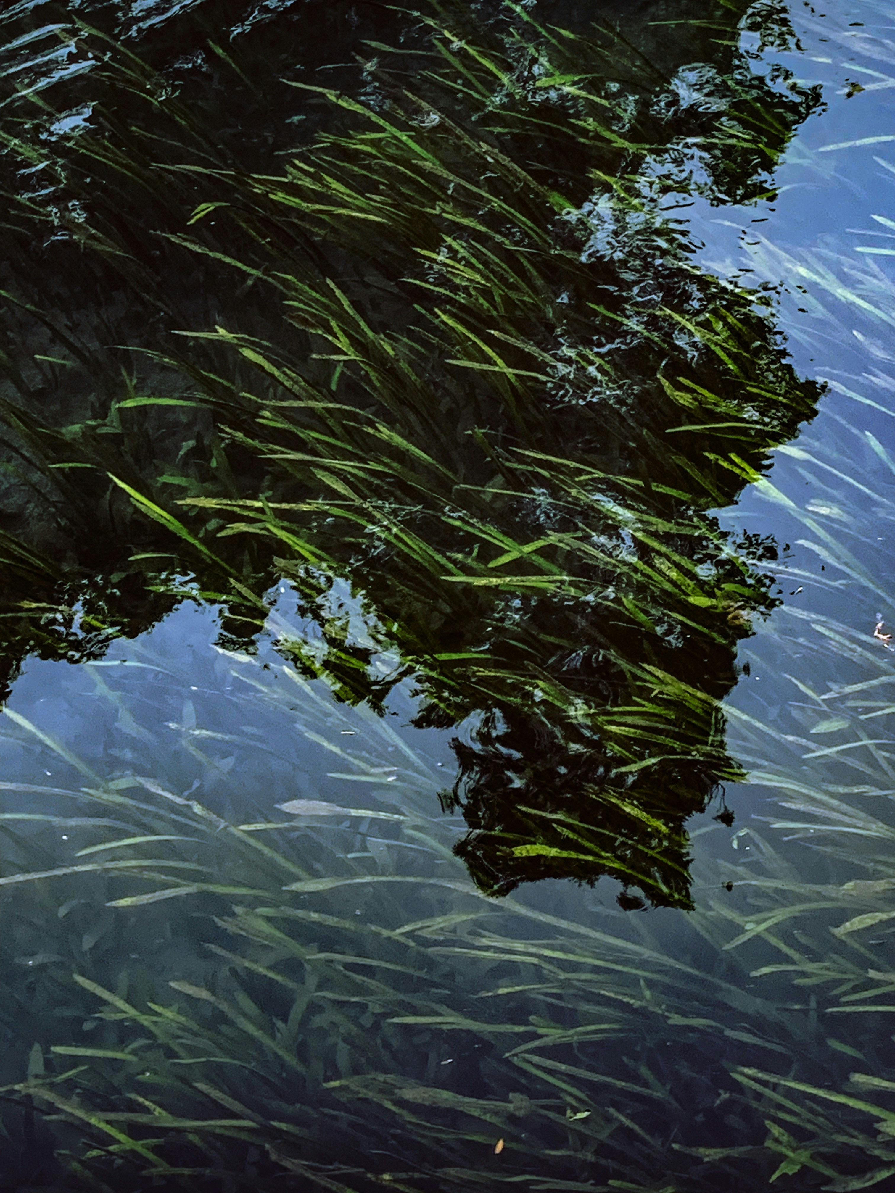 Flowing green grass underwater