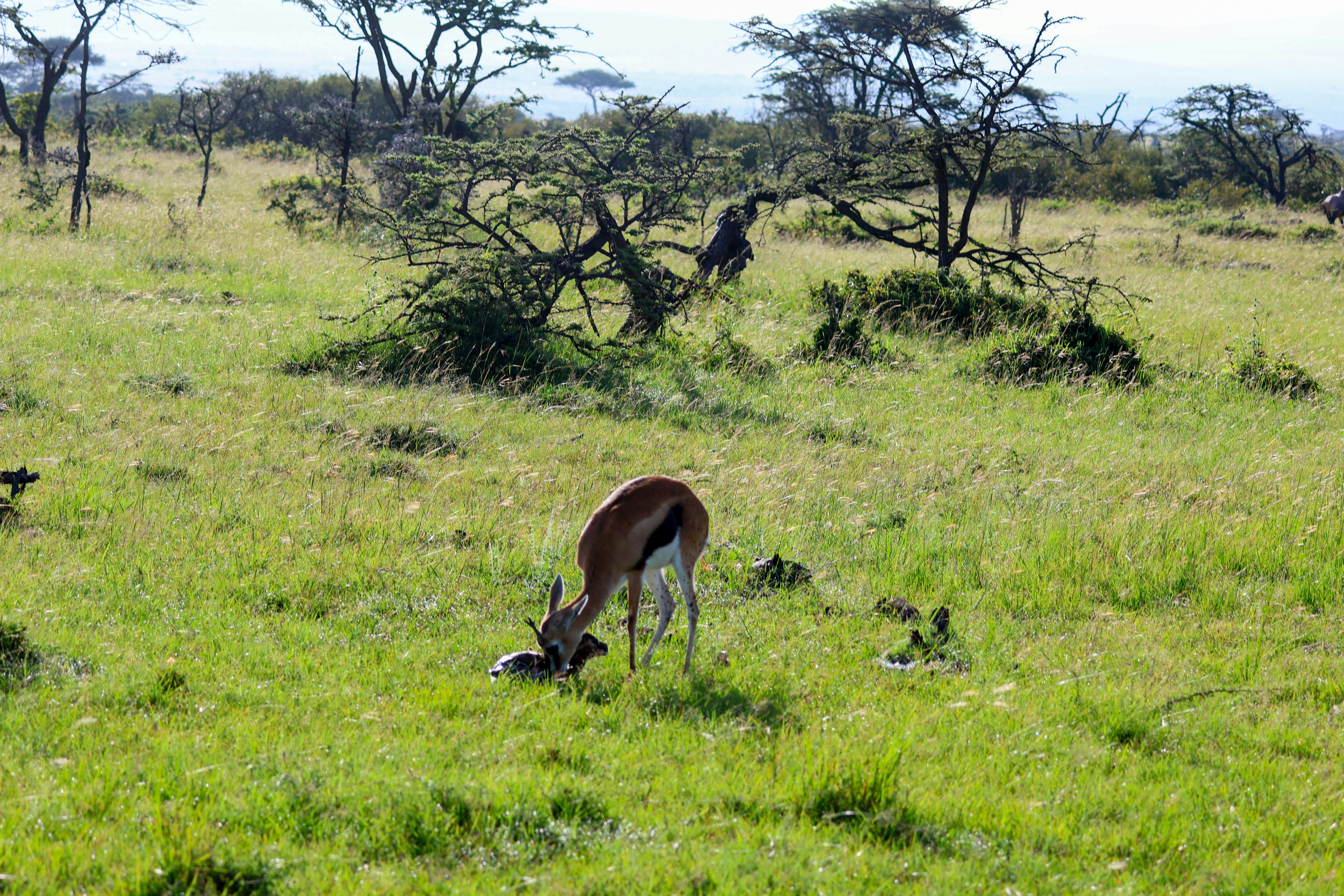 Mama and newborn gazelle
