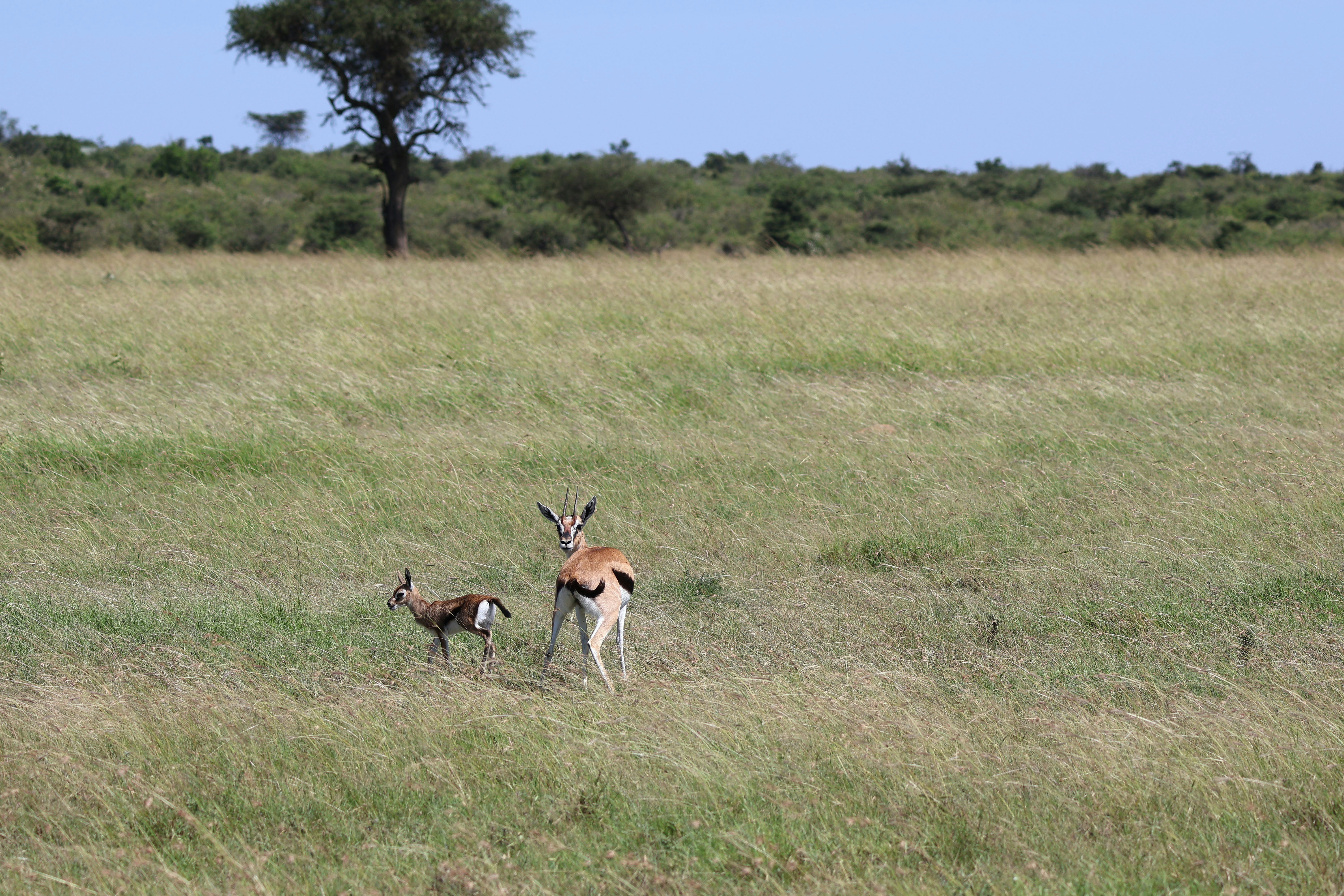 Savanna Pause: Two Gazelles in Sunlit Grass