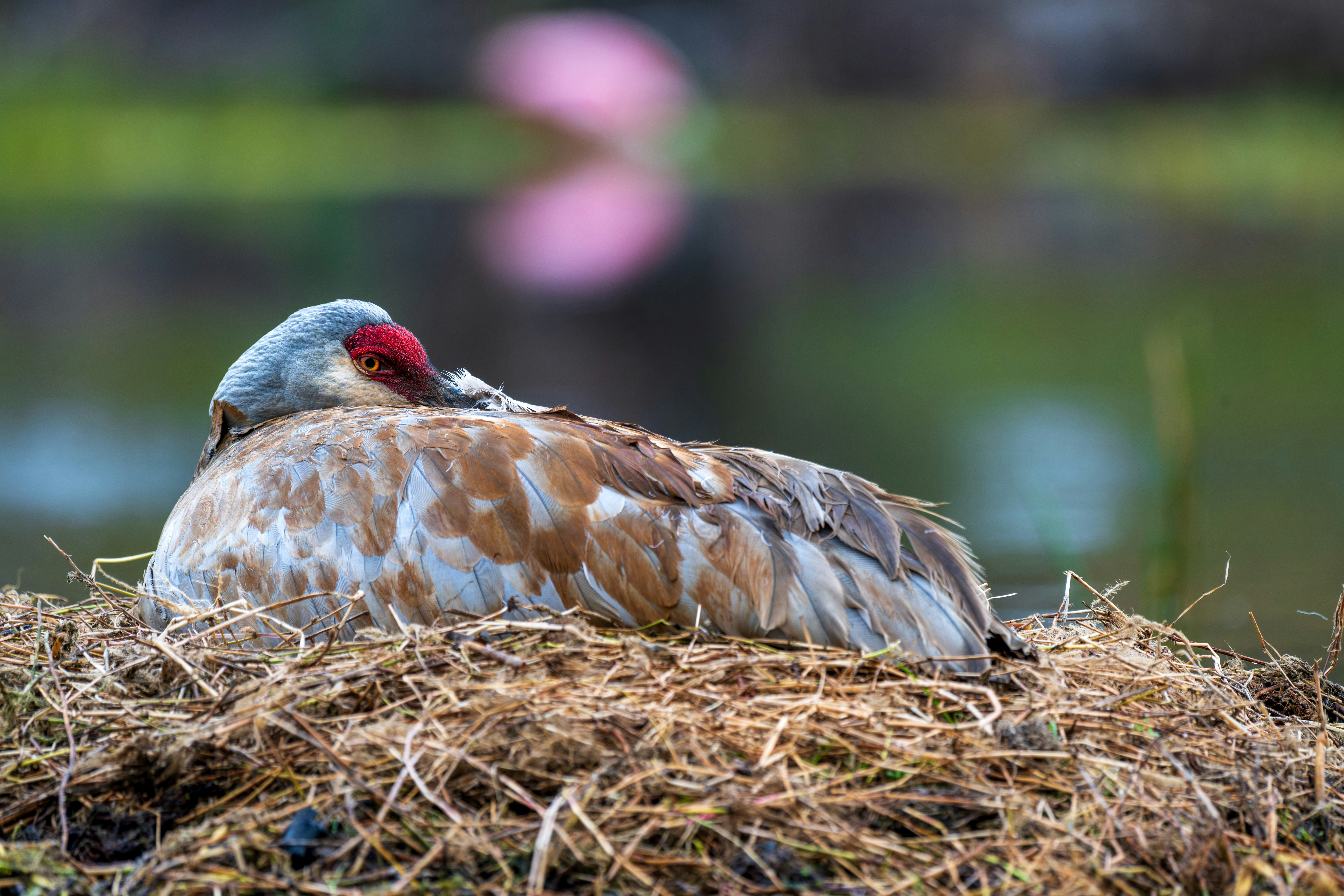 A bird sitting on top of a pile of dry grass photo – Free Lakewood ...