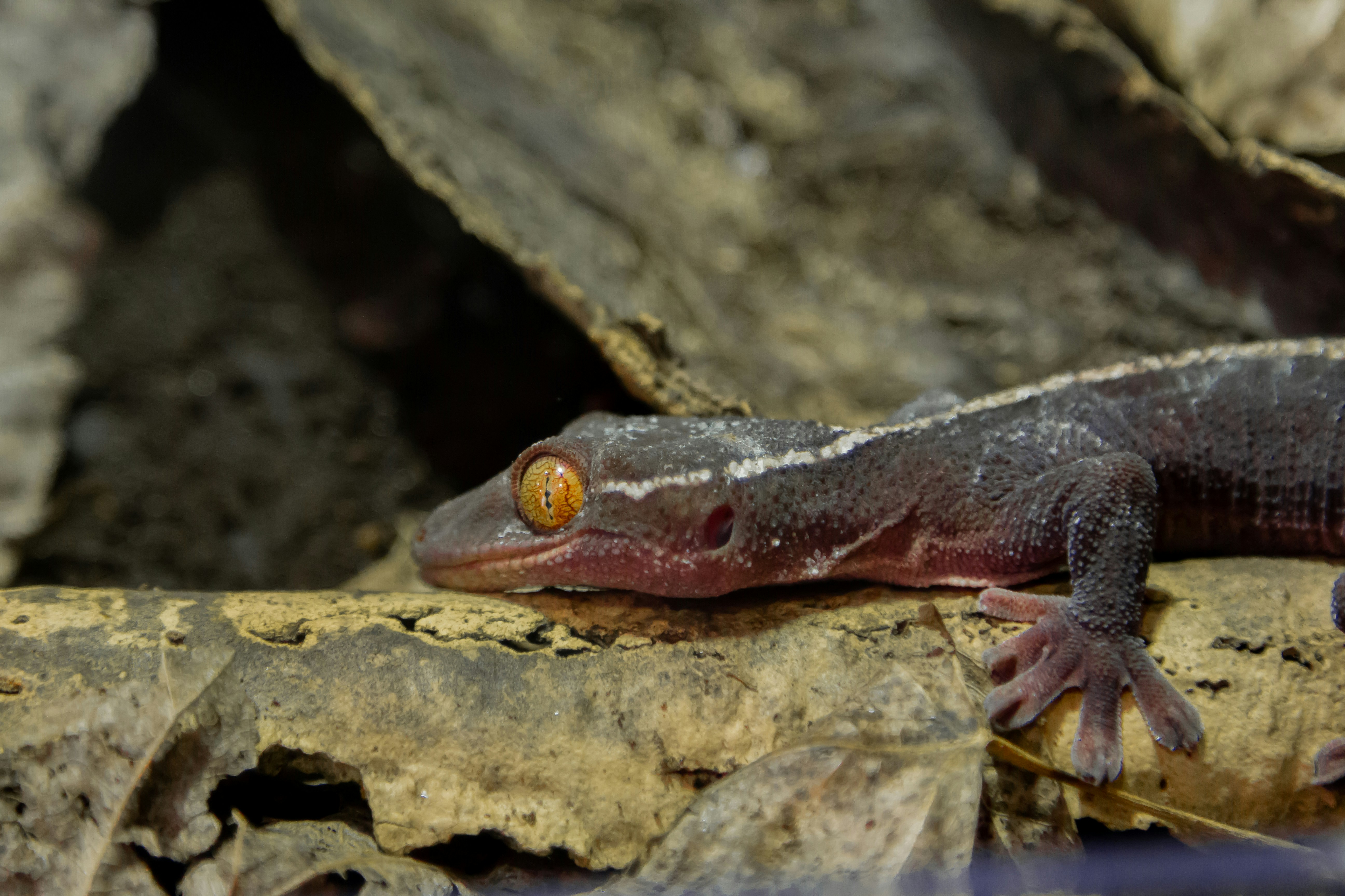Amber-Eyed Newt Peering From a Mossy Rock Crevice