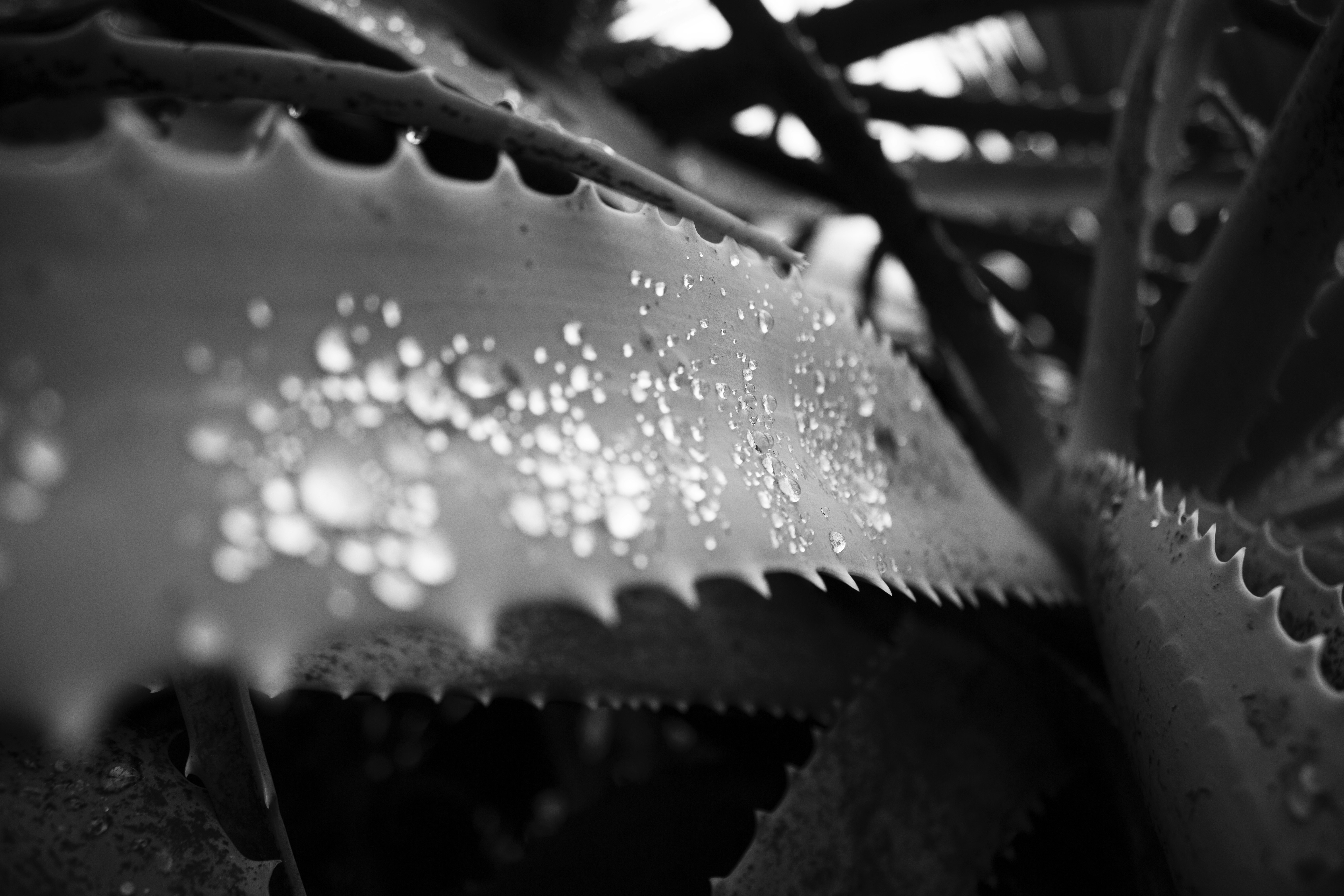 Dew on the Serrated Edge: a Quiet Macro Study of Gear Texture