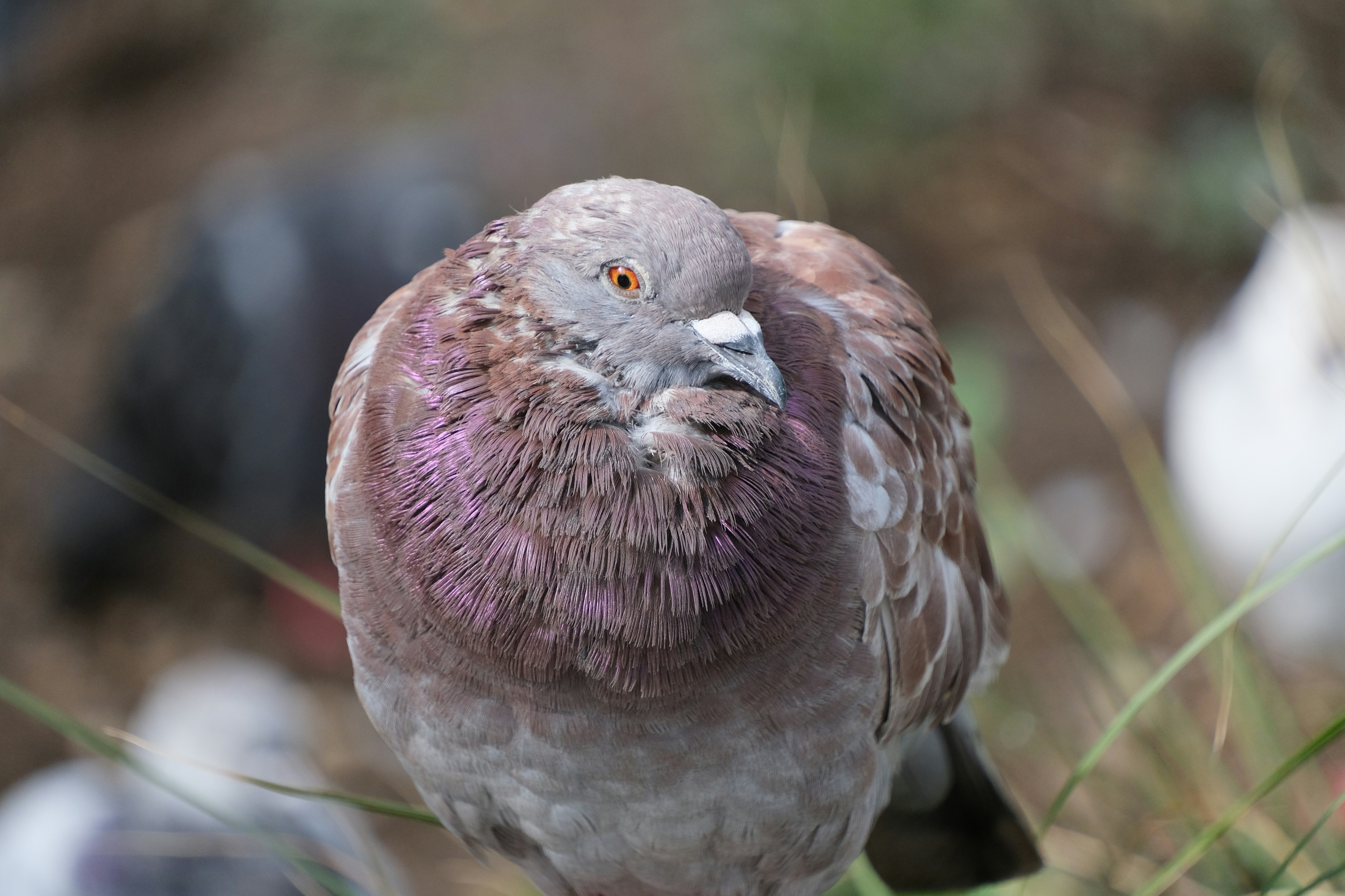 Pigeon Gaze: Close-Up of a Stately City Dove