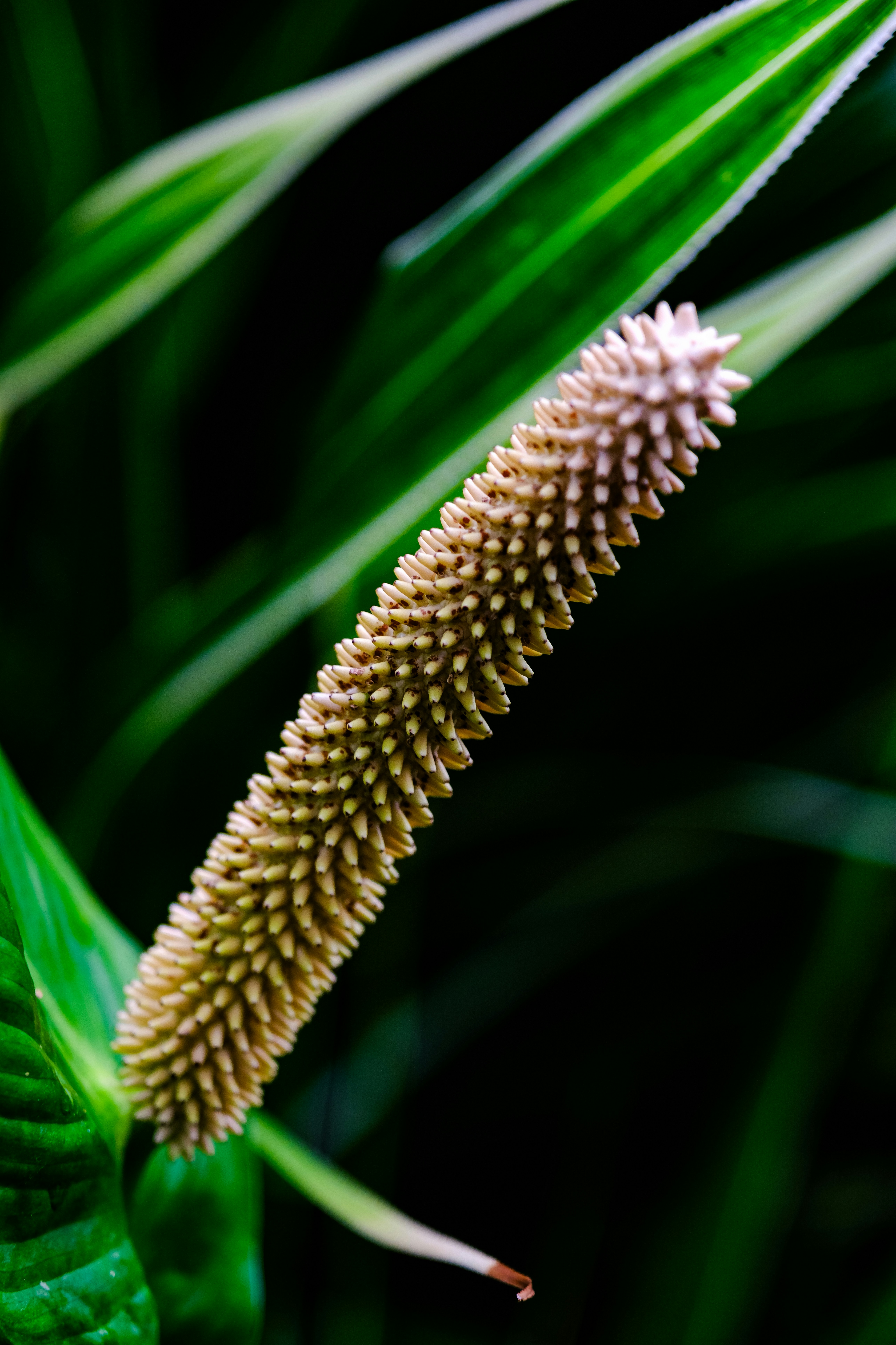 Spiral of Soft Spikes: A Macro Portrait of a Ginger Inflorescence