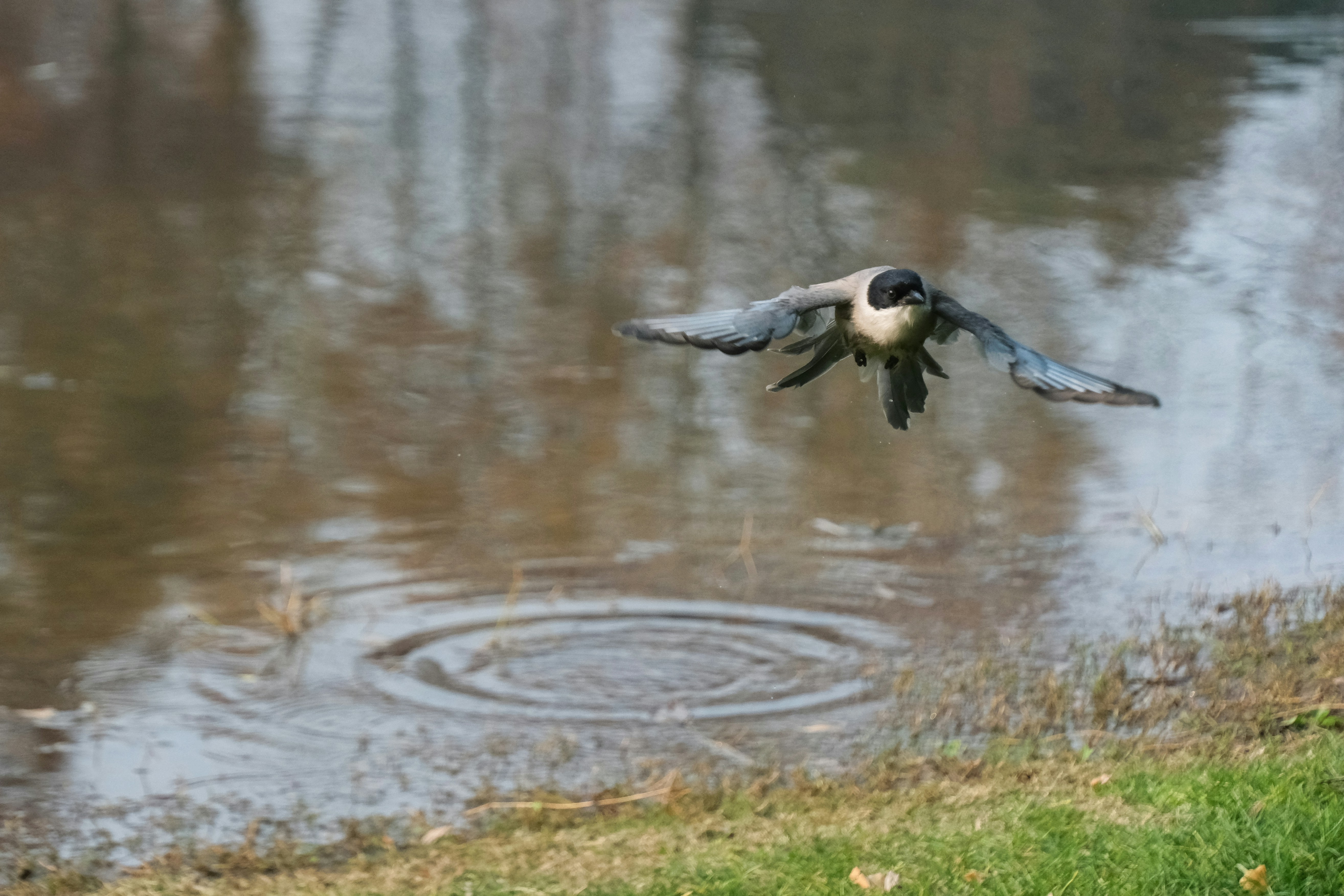 Mid-Flight Silhouette Over a Rippled Pond