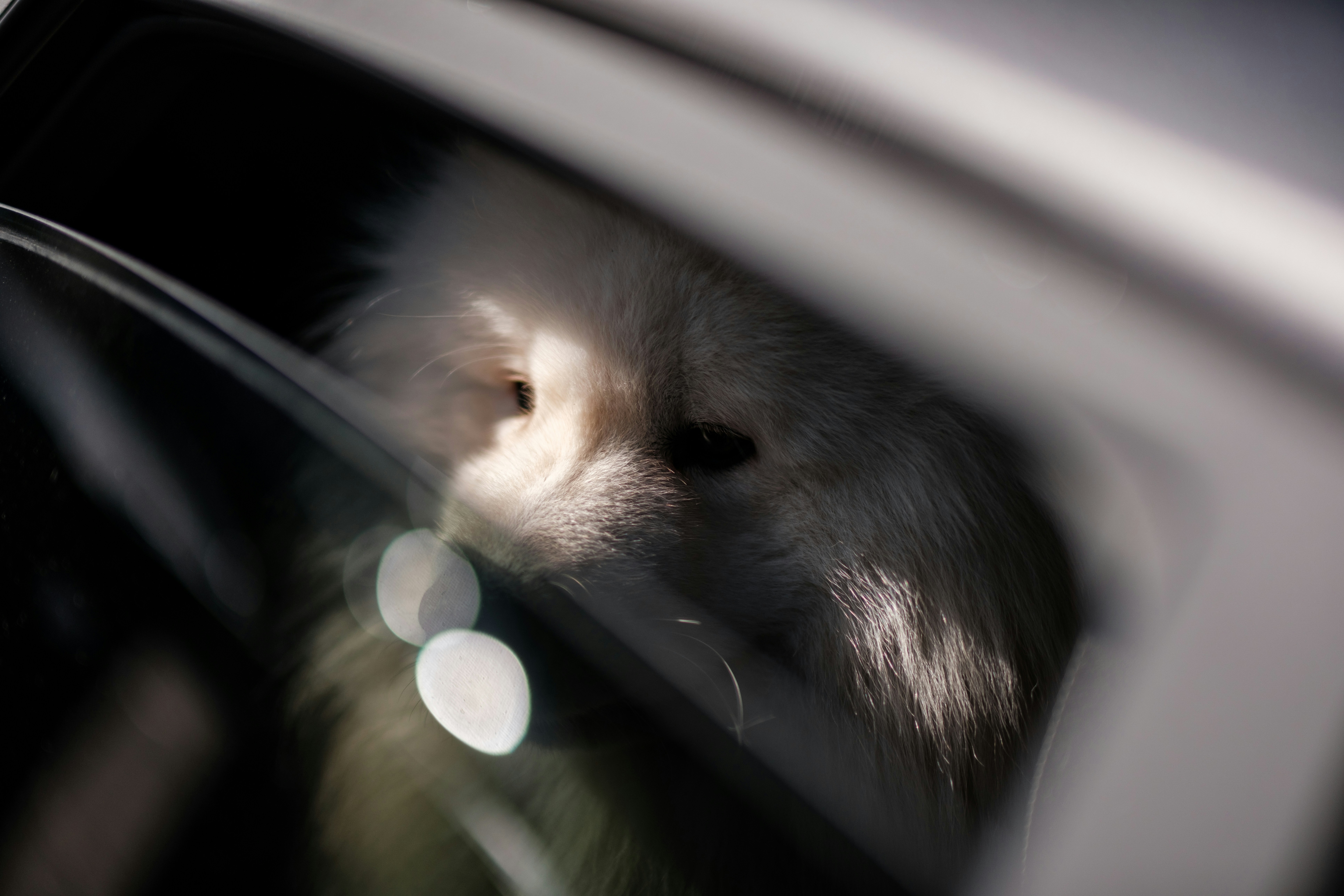Whiskers in the Spotlight: A Quiet Moment Inside the Car Window