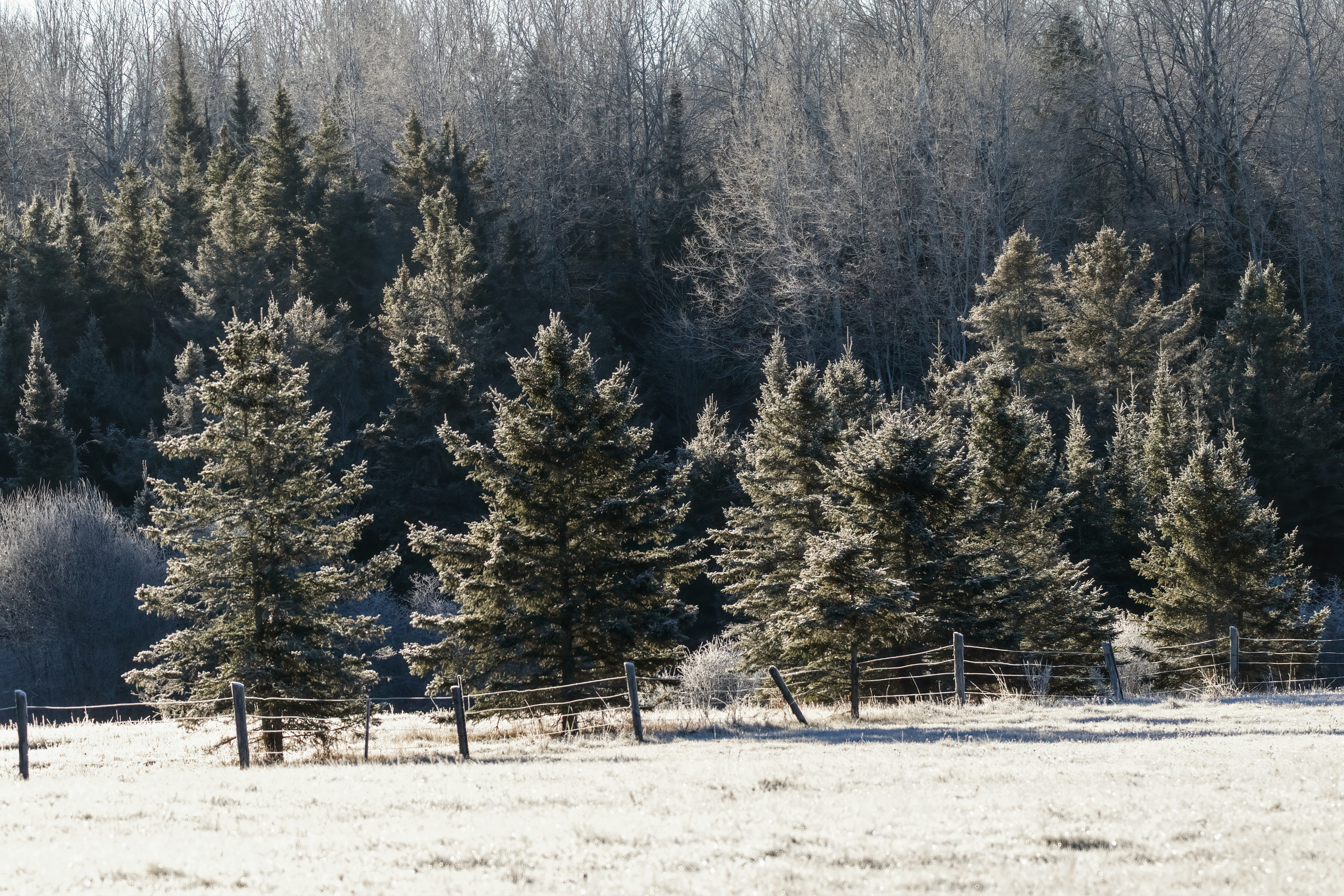 Quiet Pines Along the Frosted Fence