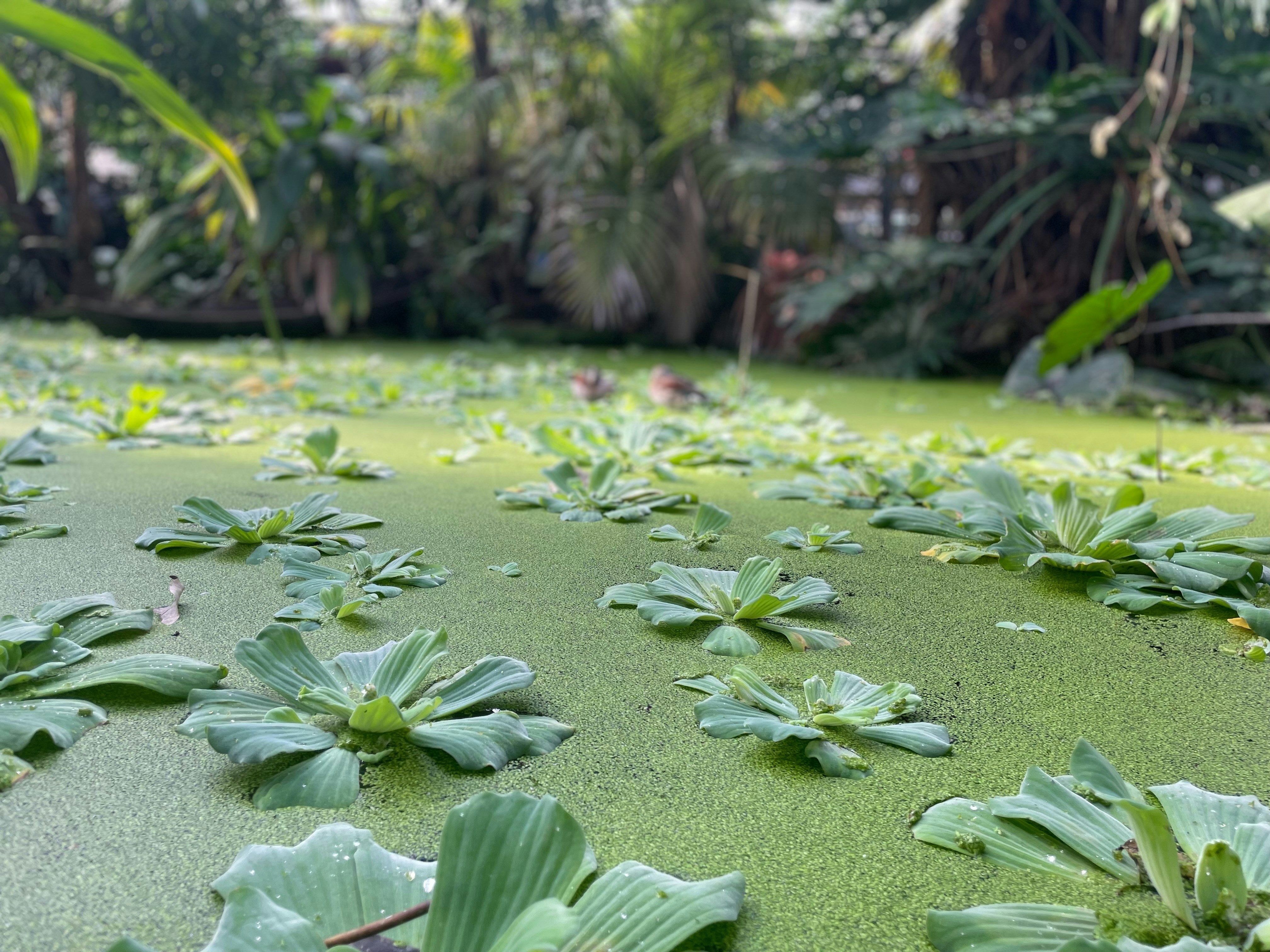 Verdant Rosettes Drifting Across a Quiet Pond
