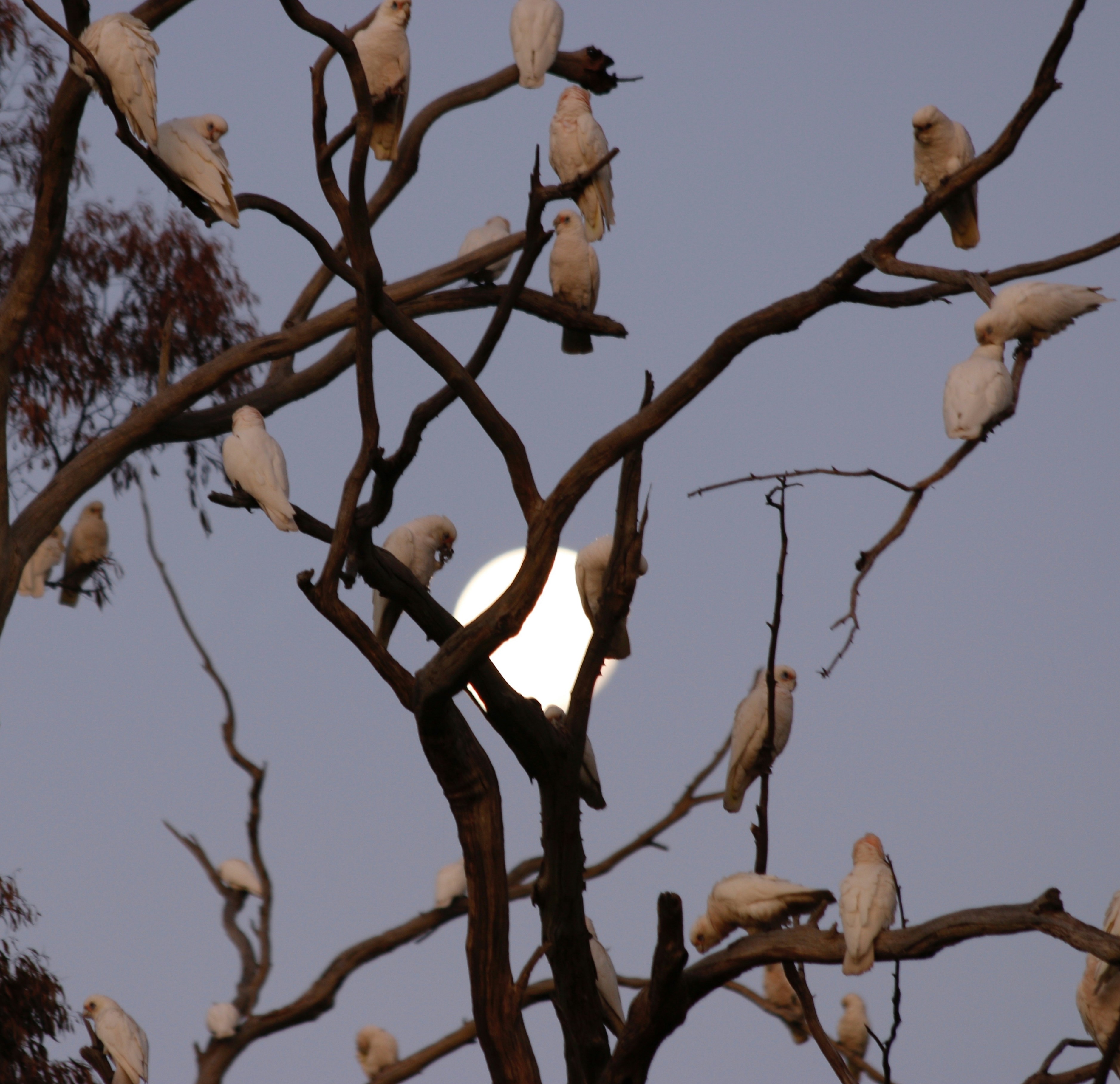 Moonlit Flock: White Birds Framed by a Lattice of Winter Branches